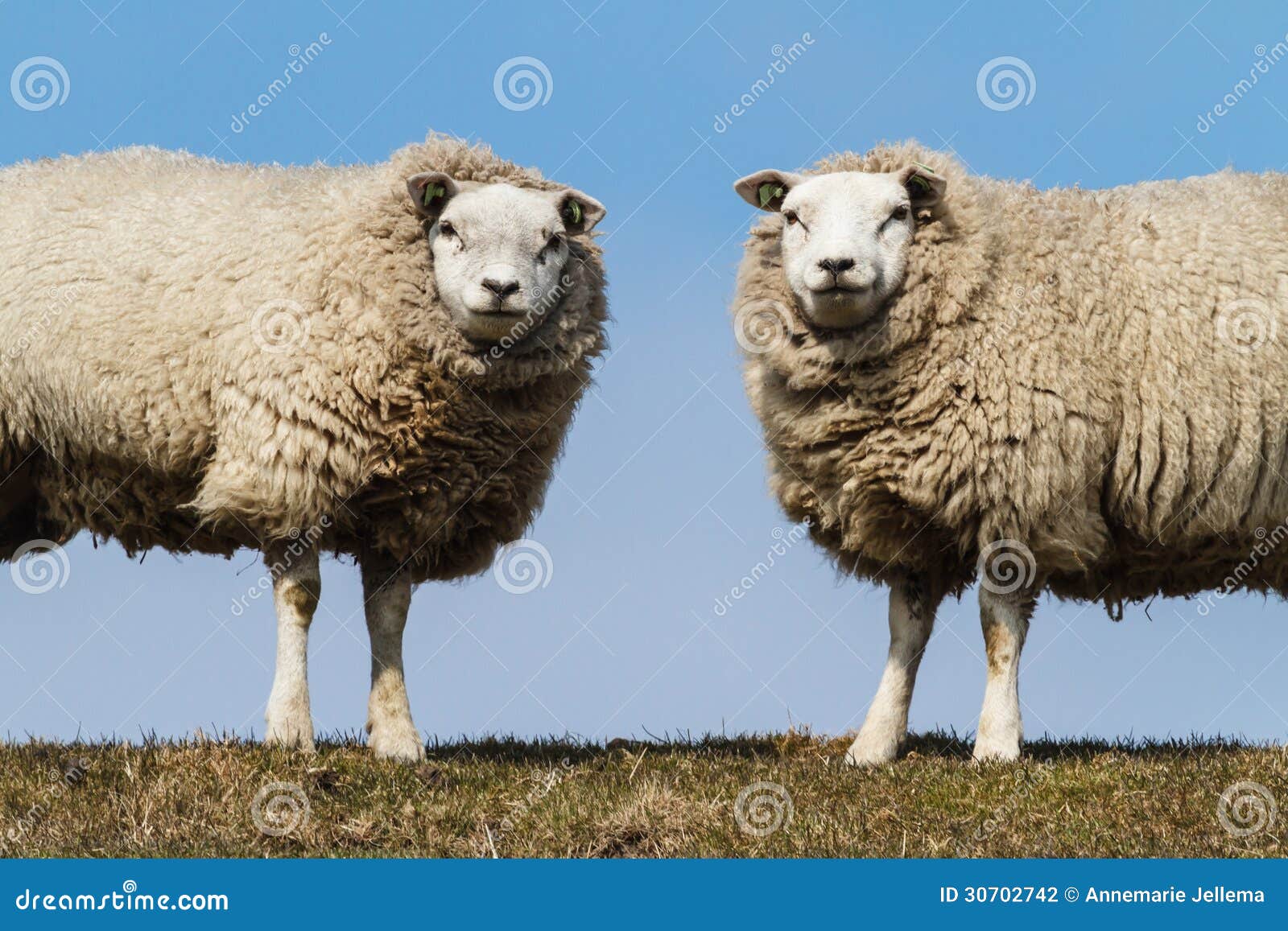 Two sheeps stock photo. Image of milk, wool, herbivorous - 30702742