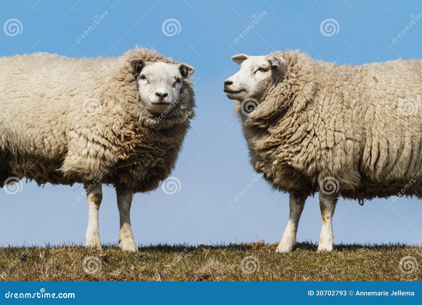 Two sheeps stock image. Image of wool, ovis, grass, milk - 30702793