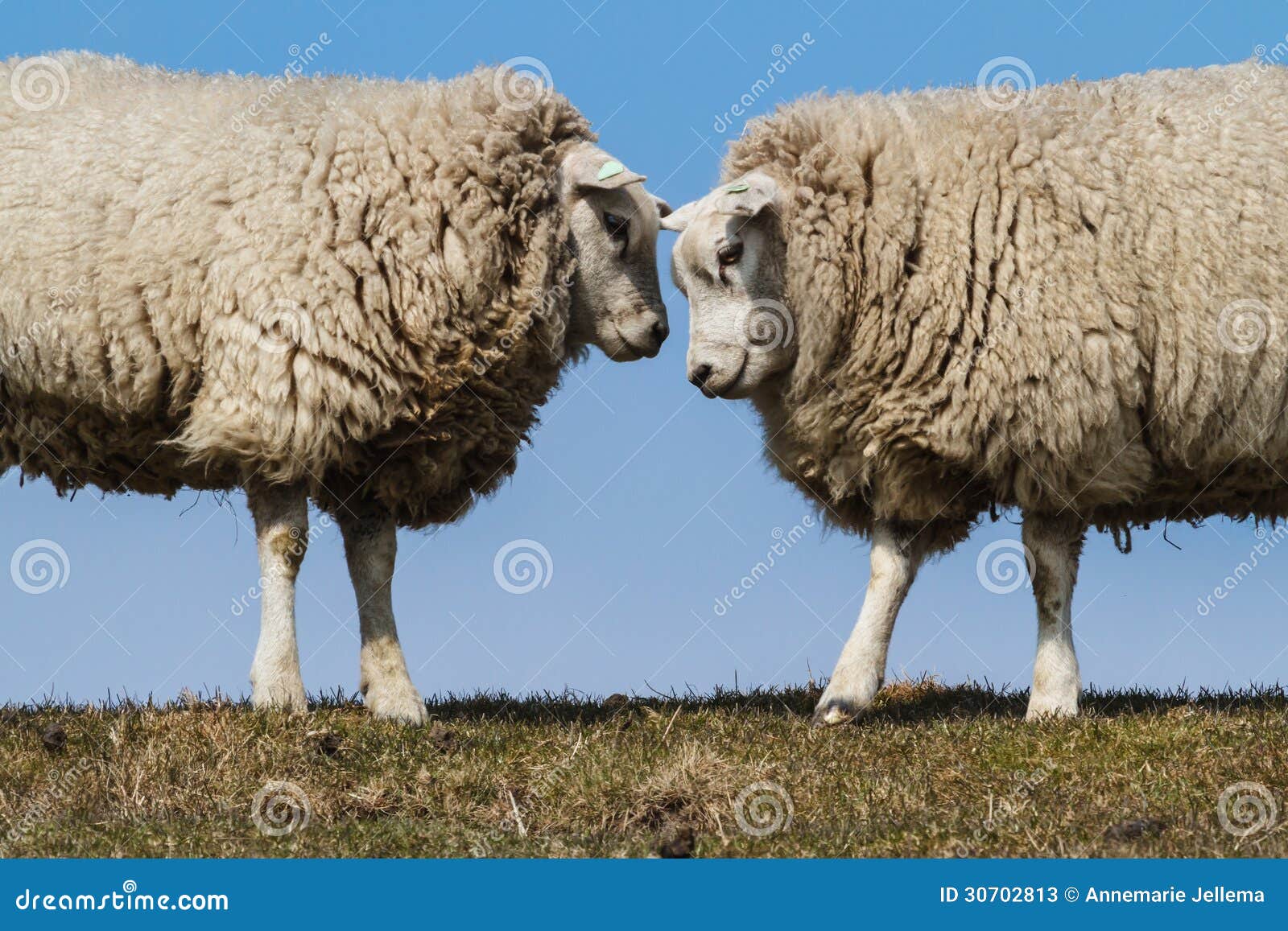 Two sheeps stock image. Image of sheep, ruminant, herbivorous - 30702813