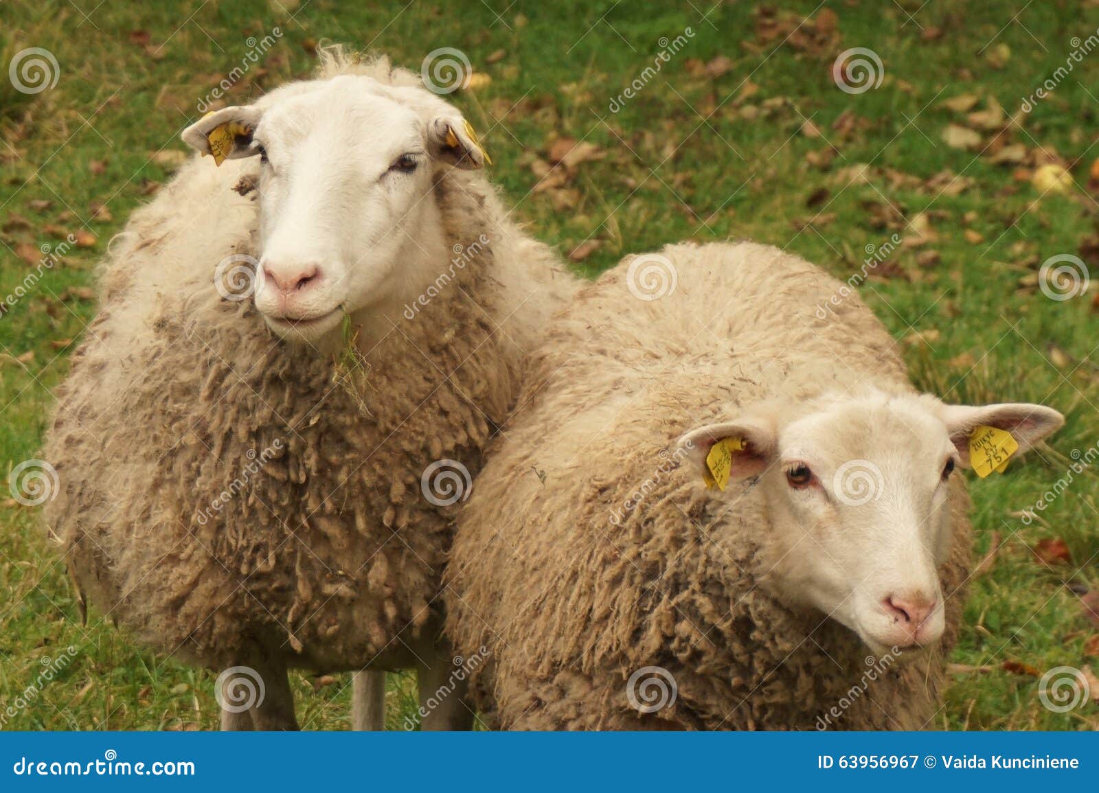 Two sheeps stock image. Image of cute, long, animal, numbers - 63956967