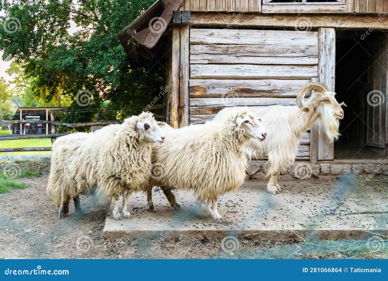 Two Sheets and Goat on the Yard Next To Barn Stock Photo - Image of ...