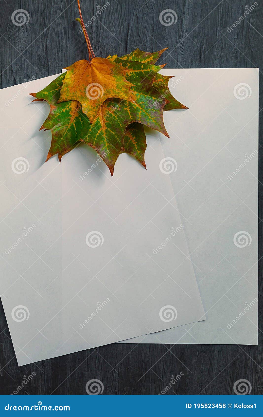 Two Sheets of Rectangular White Paper with Maple Leaves on a Black ...