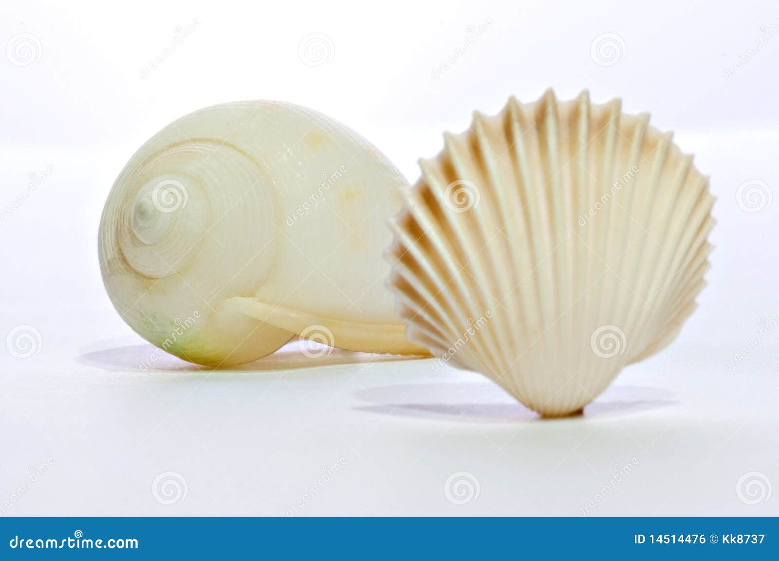 Two shell 02 stock photo. Image of shell, water, objects - 14514476