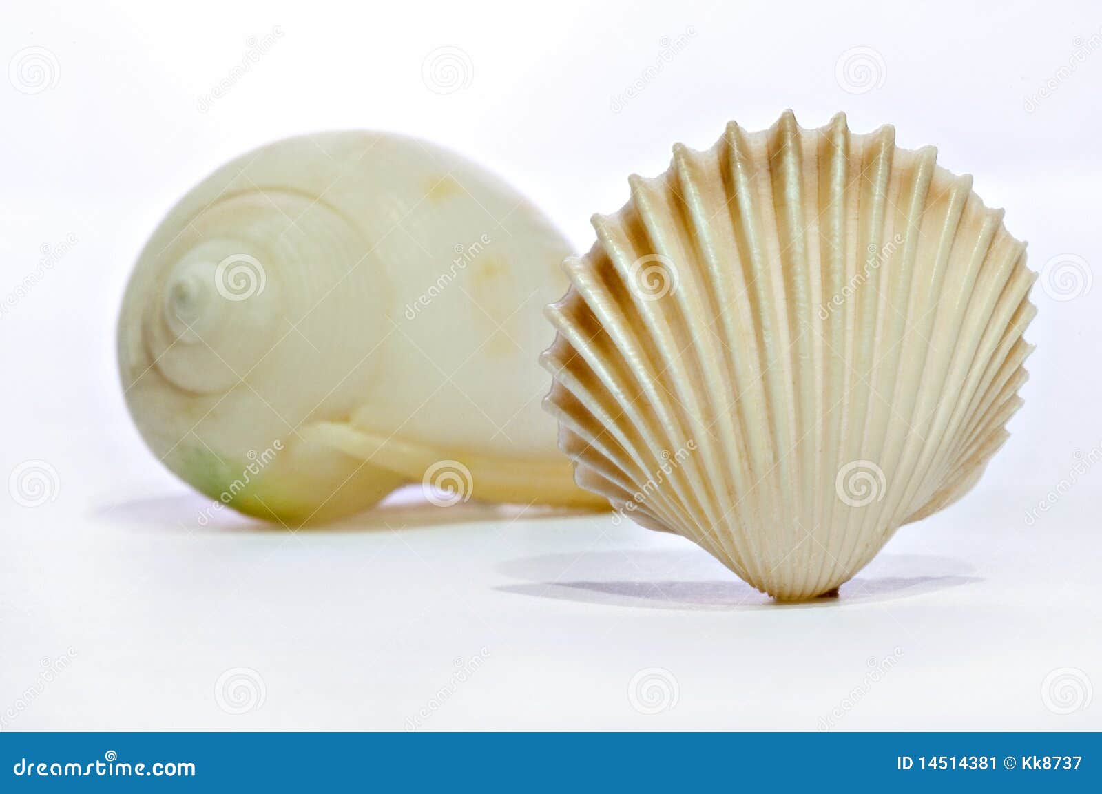 Two shell stock image. Image of beach, water, fish, close - 14514381