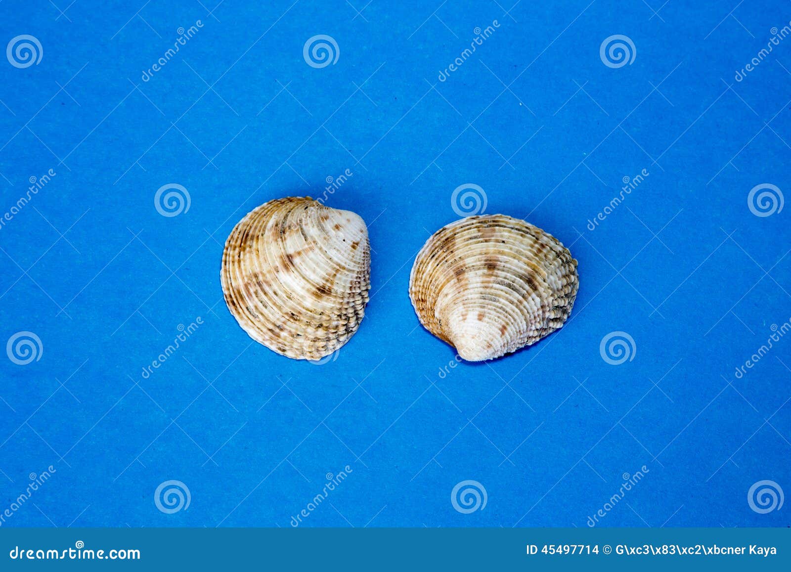 Two Shell on the Blue Background Stock Photo - Image of ocean, animal ...