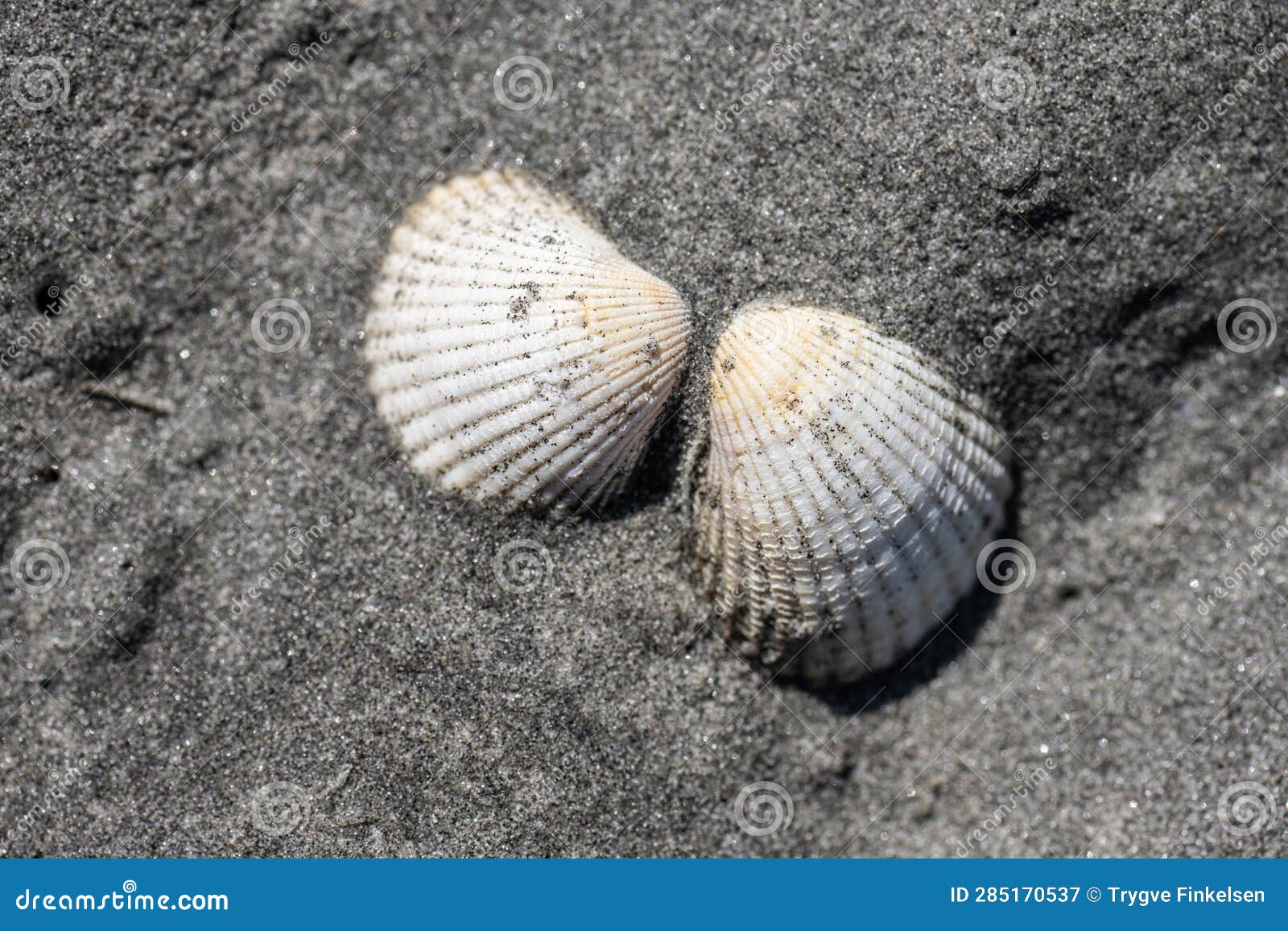 Two Shell Halved in Fine Grain Grey Sand on a Beach.. Stock Image ...