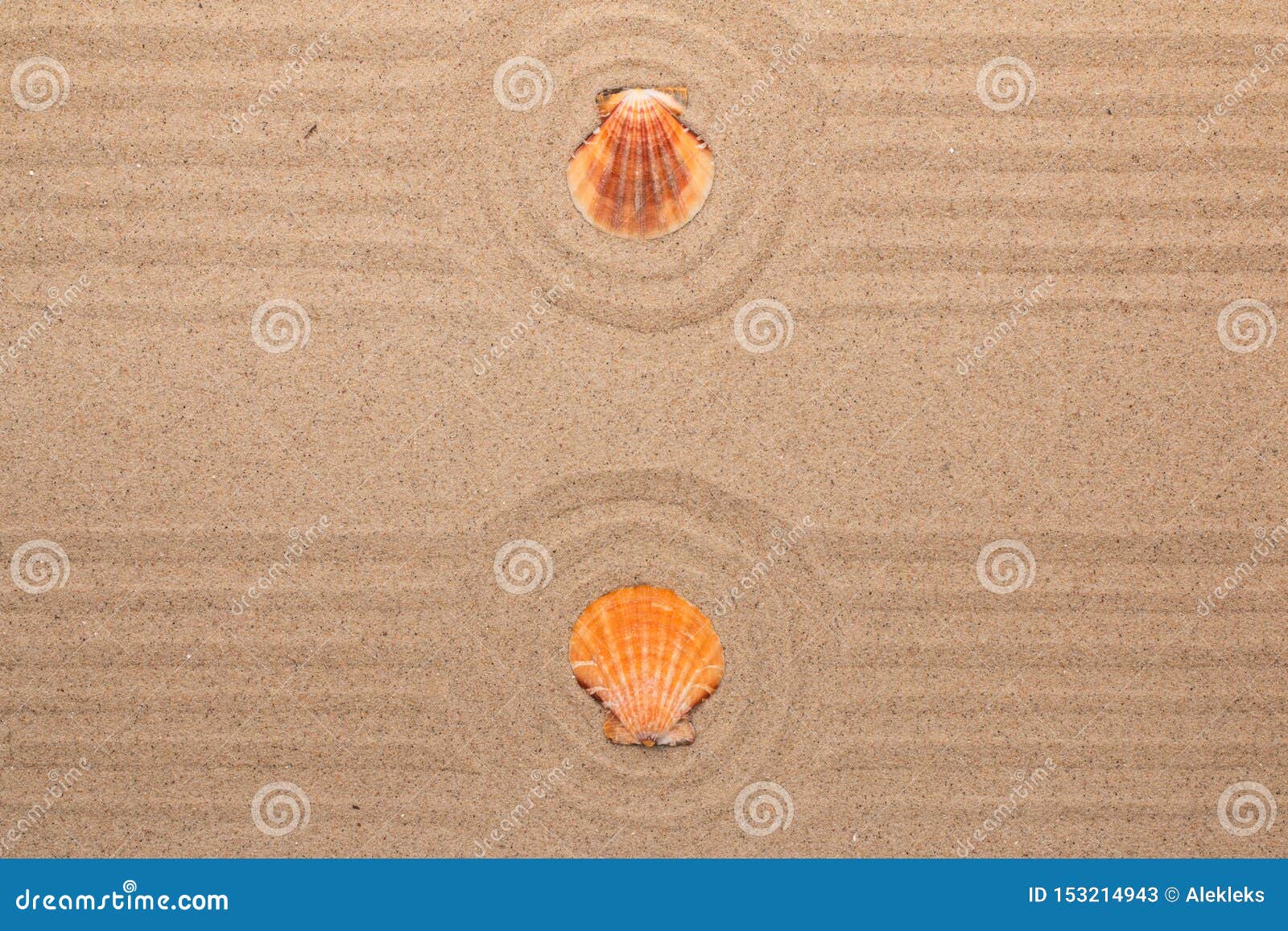 Two Shell Lying in the Center of a Circle Made of Sand. with Space for ...