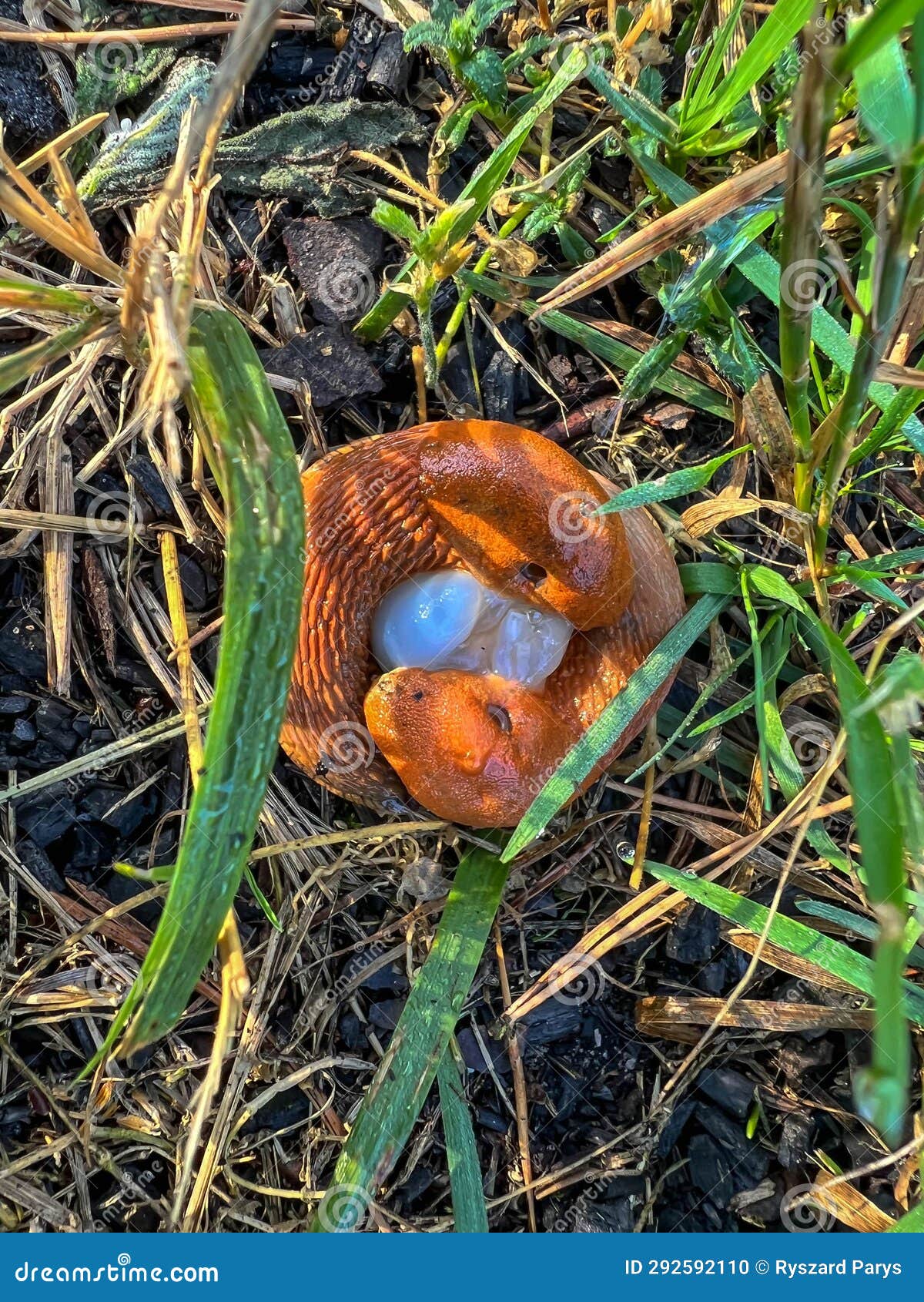 Two Shellless Snails Close Together and Connected by Mucus Stock Photo ...