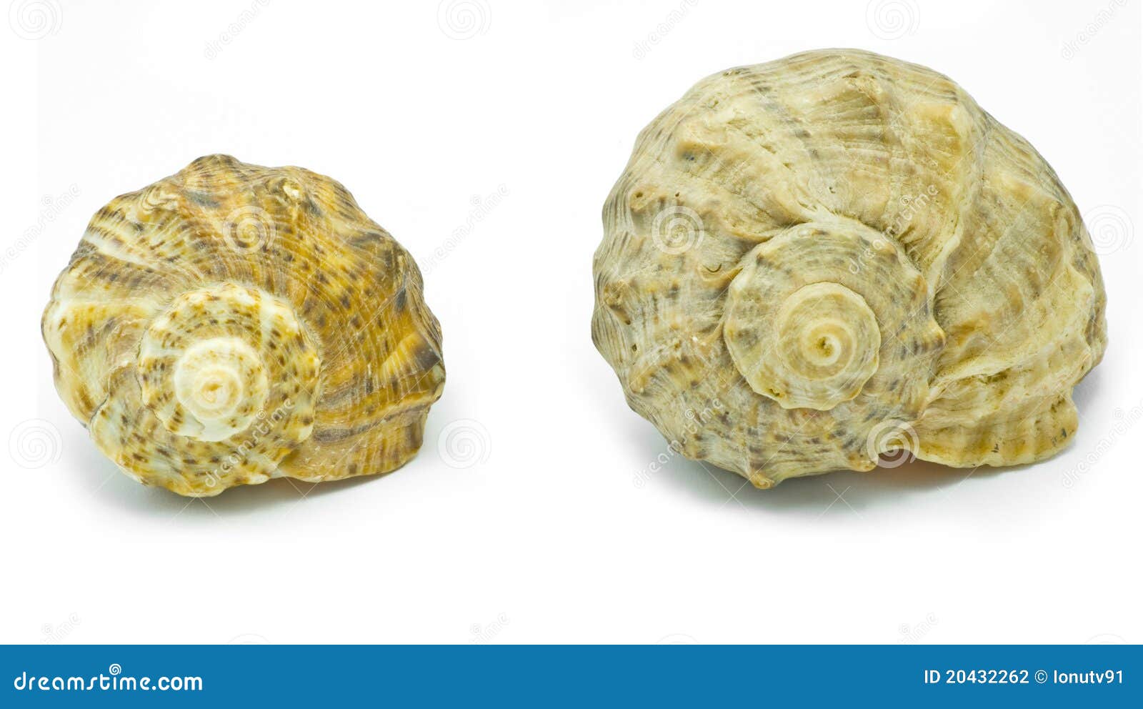 Two shells stock photo. Image of small, details, find - 20432262