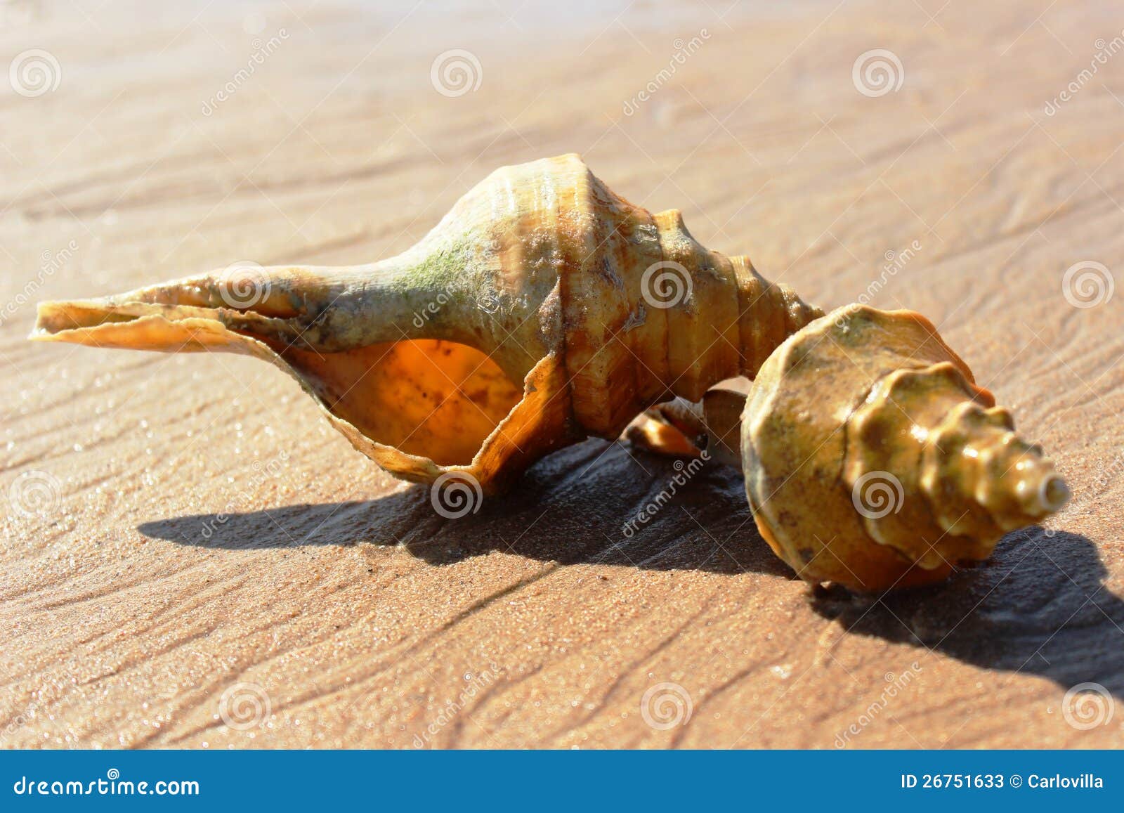 Two shells stock image. Image of beach, shells, sand - 26751633
