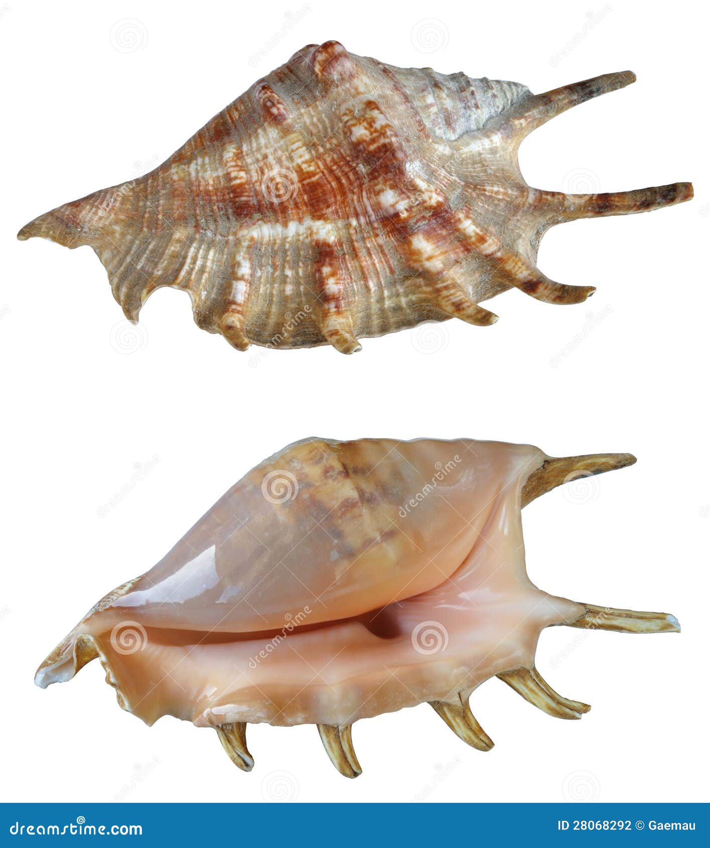 Two shells stock photo. Image of aquaculture, macro, exotic - 28068292