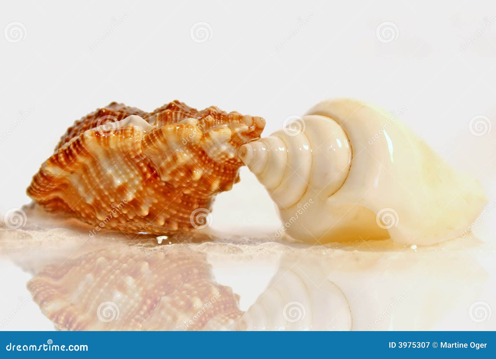 Two shells stock image. Image of shells, bright, life - 3975307