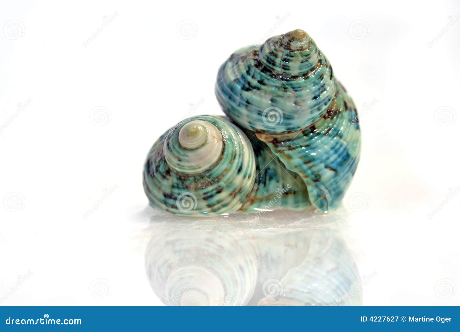 Two Shells. stock image. Image of tropical, beach, conch - 4227627