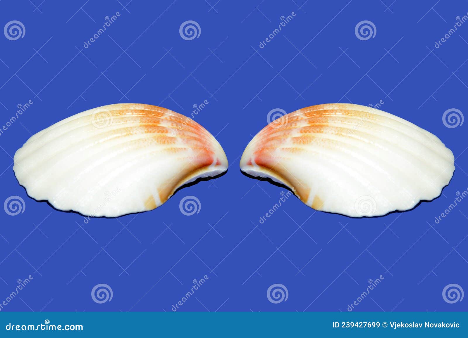 Two Shells on a Blue Background, Shell Wings Stock Image - Image of ...