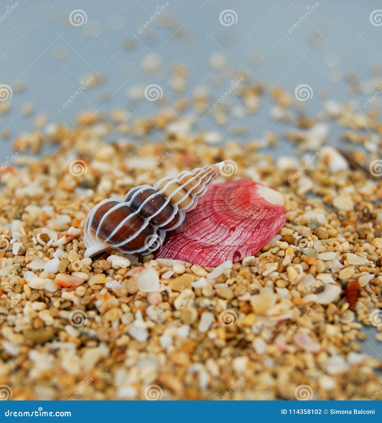 Two Shells Brown and Pink on Light Brown Gravel Stock Photo - Image of ...
