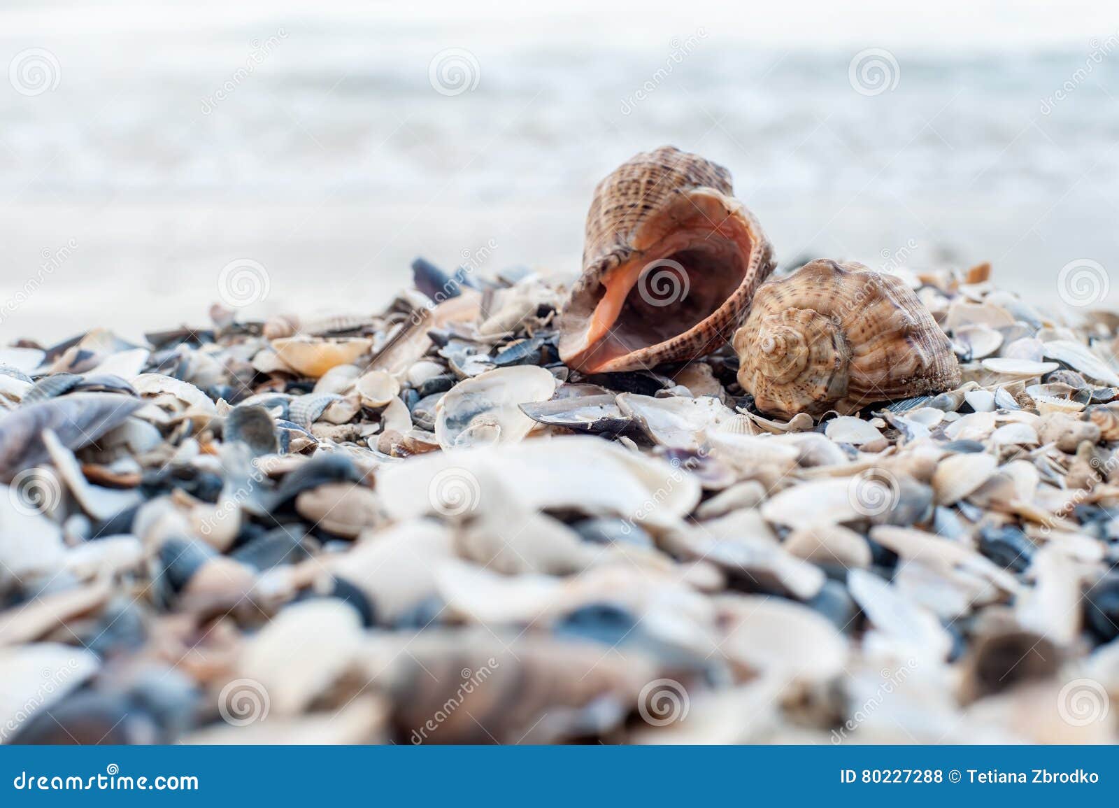 Two shells close-up stock photo. Image of seashore, foam - 80227288