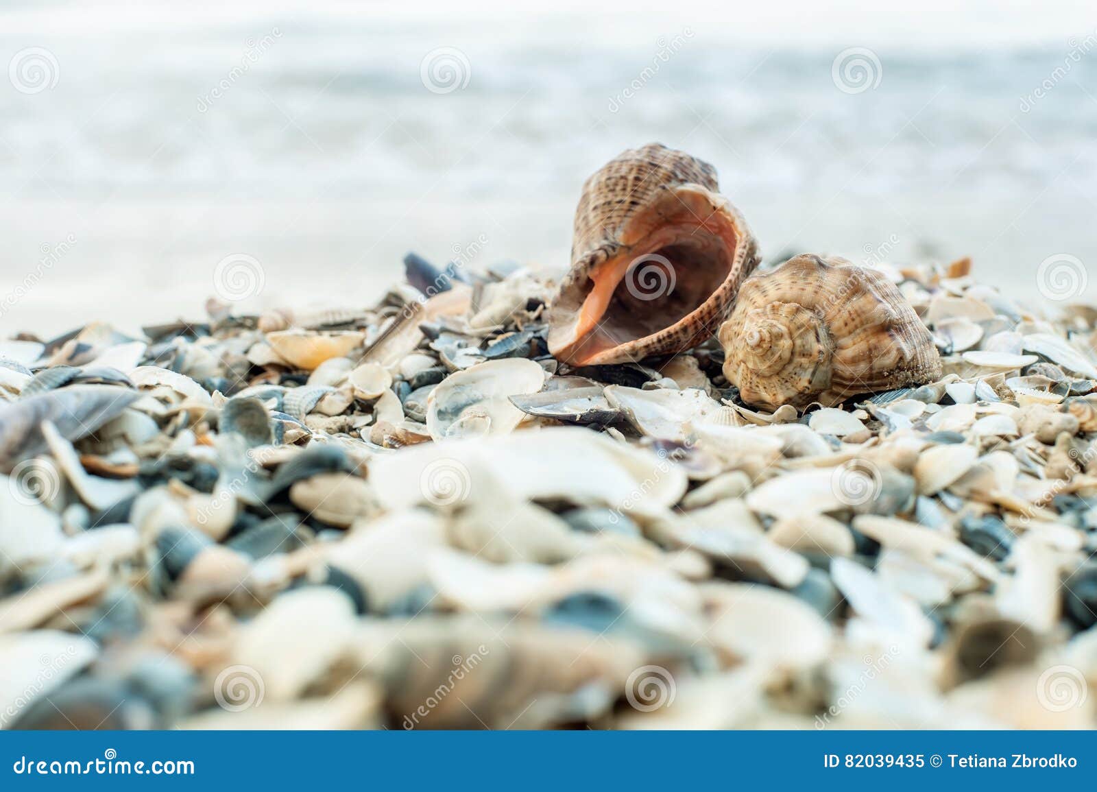 Two shells close-up stock image. Image of seashell, beautiful - 82039435