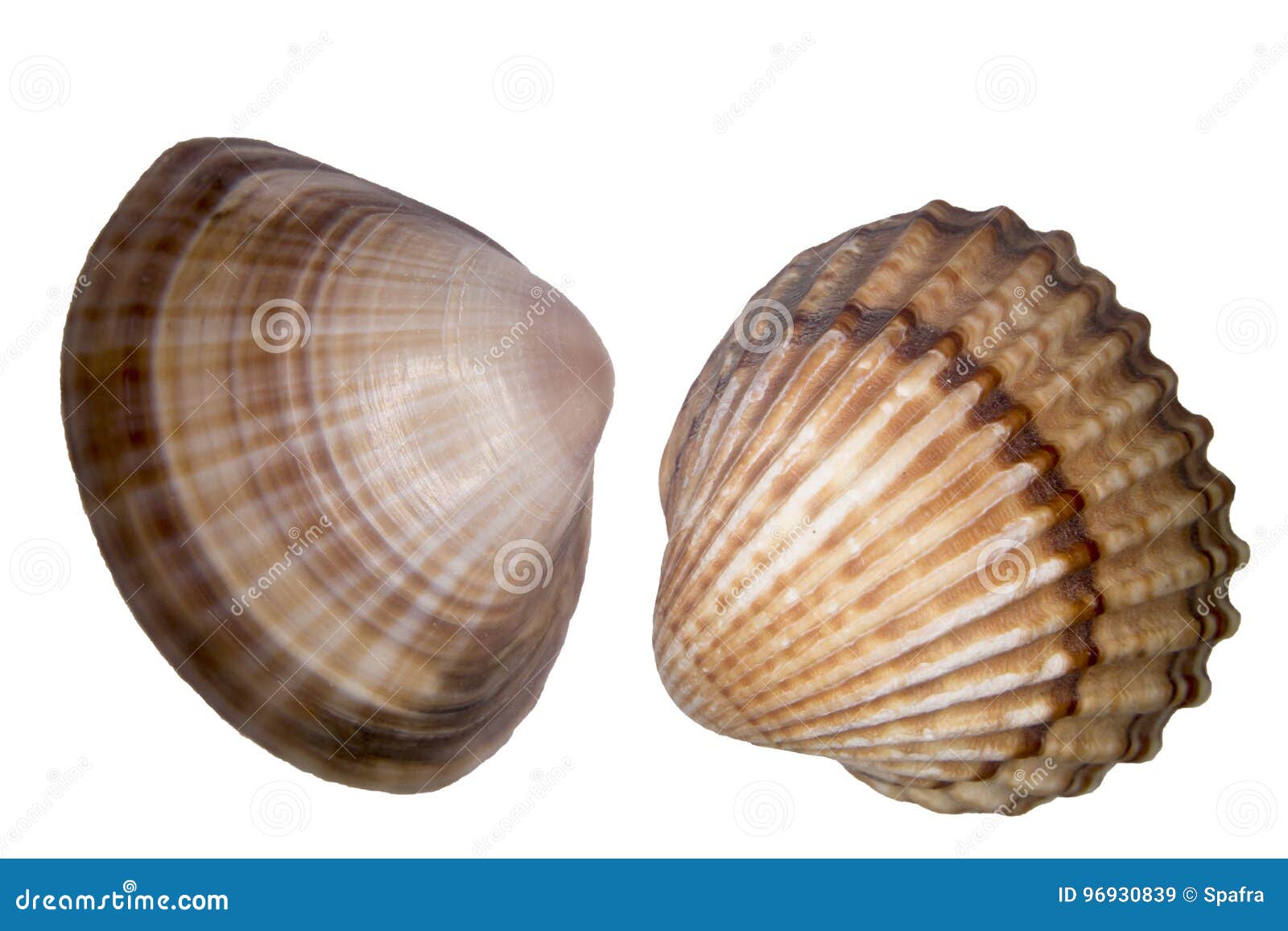 Two shells close up stock image. Image of decoration - 96930839