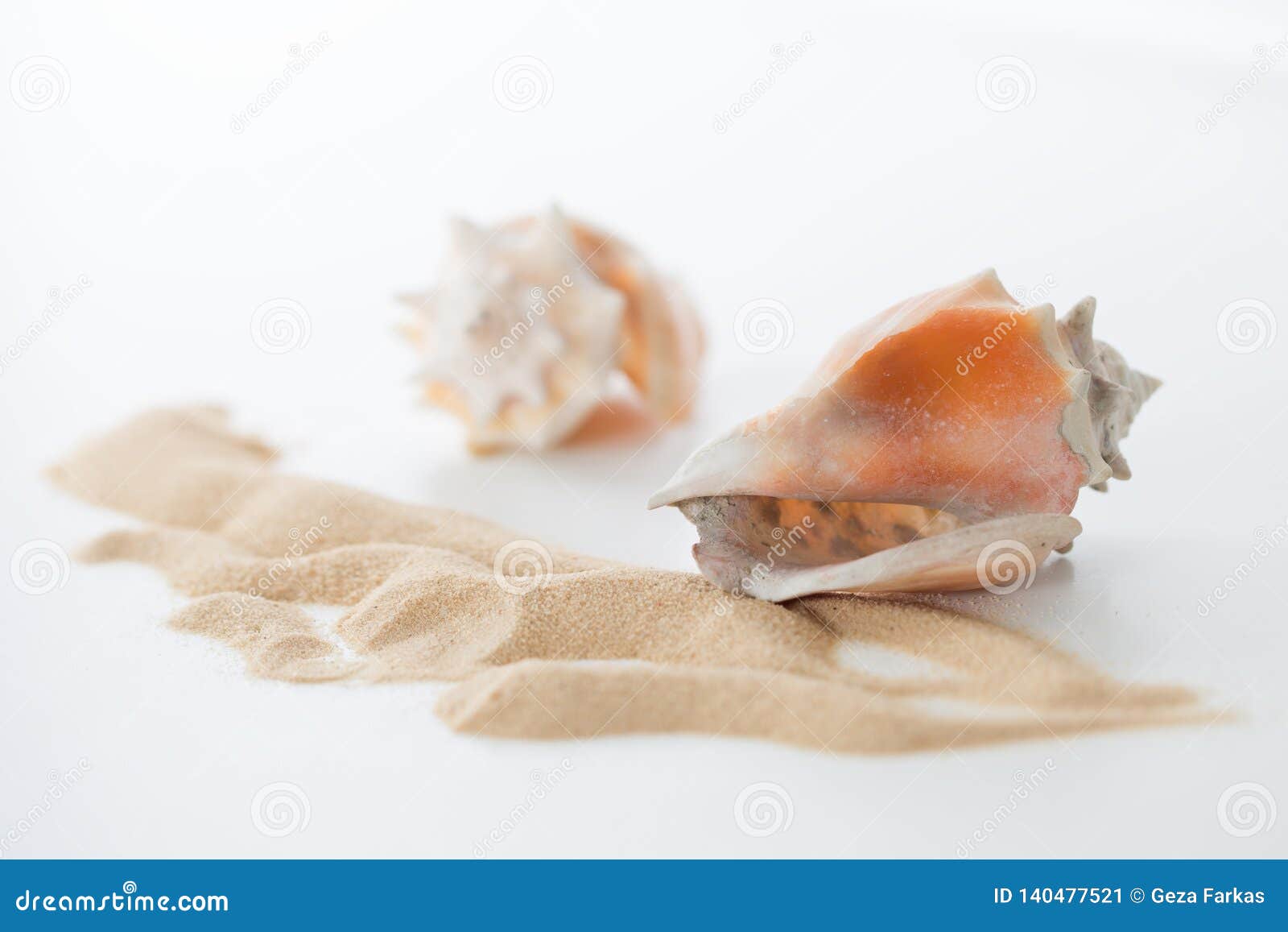 Two Shells of the Florida Fighting Conch, Strombus Alatus and Sand ...