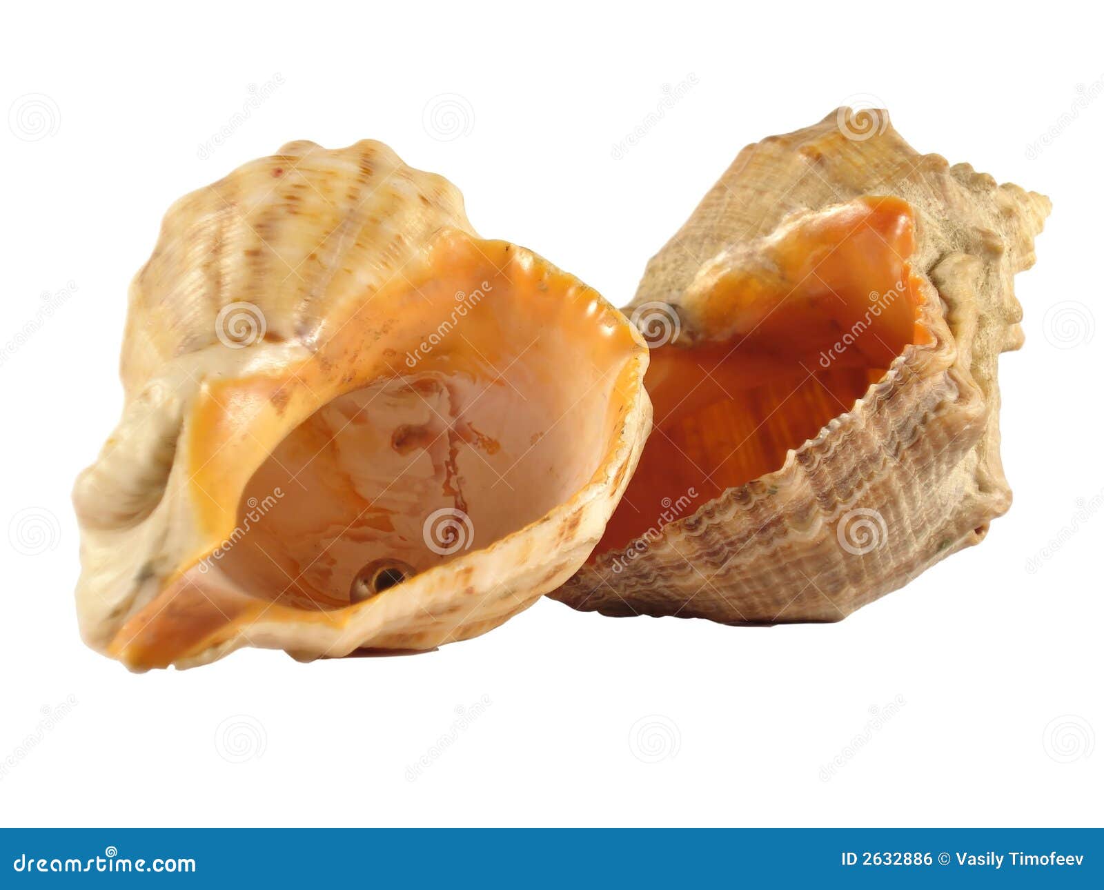 Two shells. Front view. stock photo. Image of shells, climate - 2632886