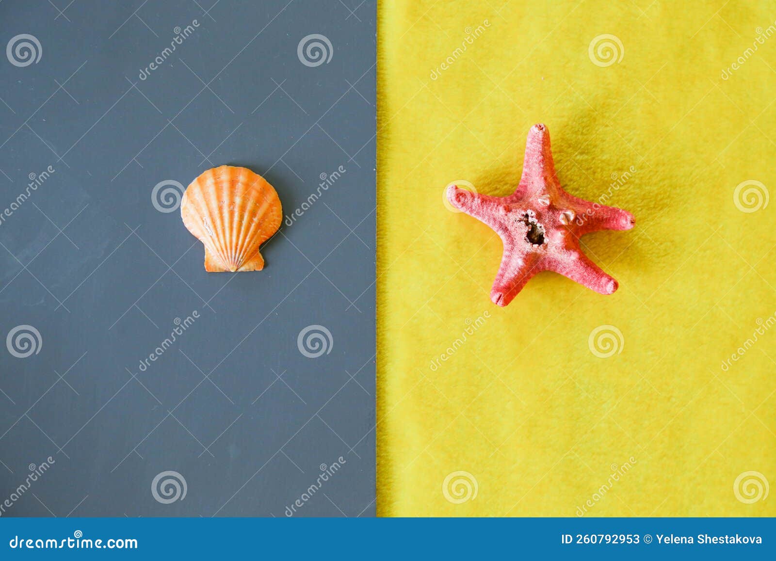 Two Shells on the Half Yellow Half Grey Background Stock Image - Image ...