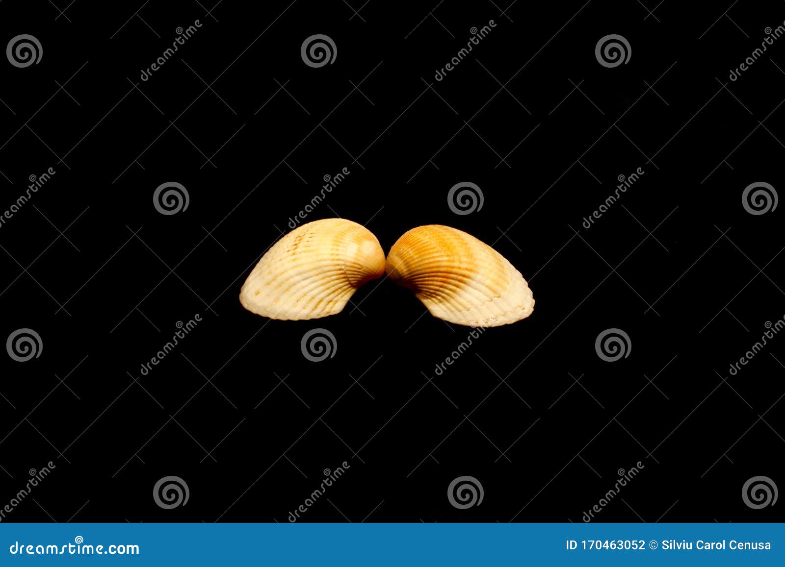 Two Shells Isolated on Black Stock Photo - Image of hard, bright: 170463052