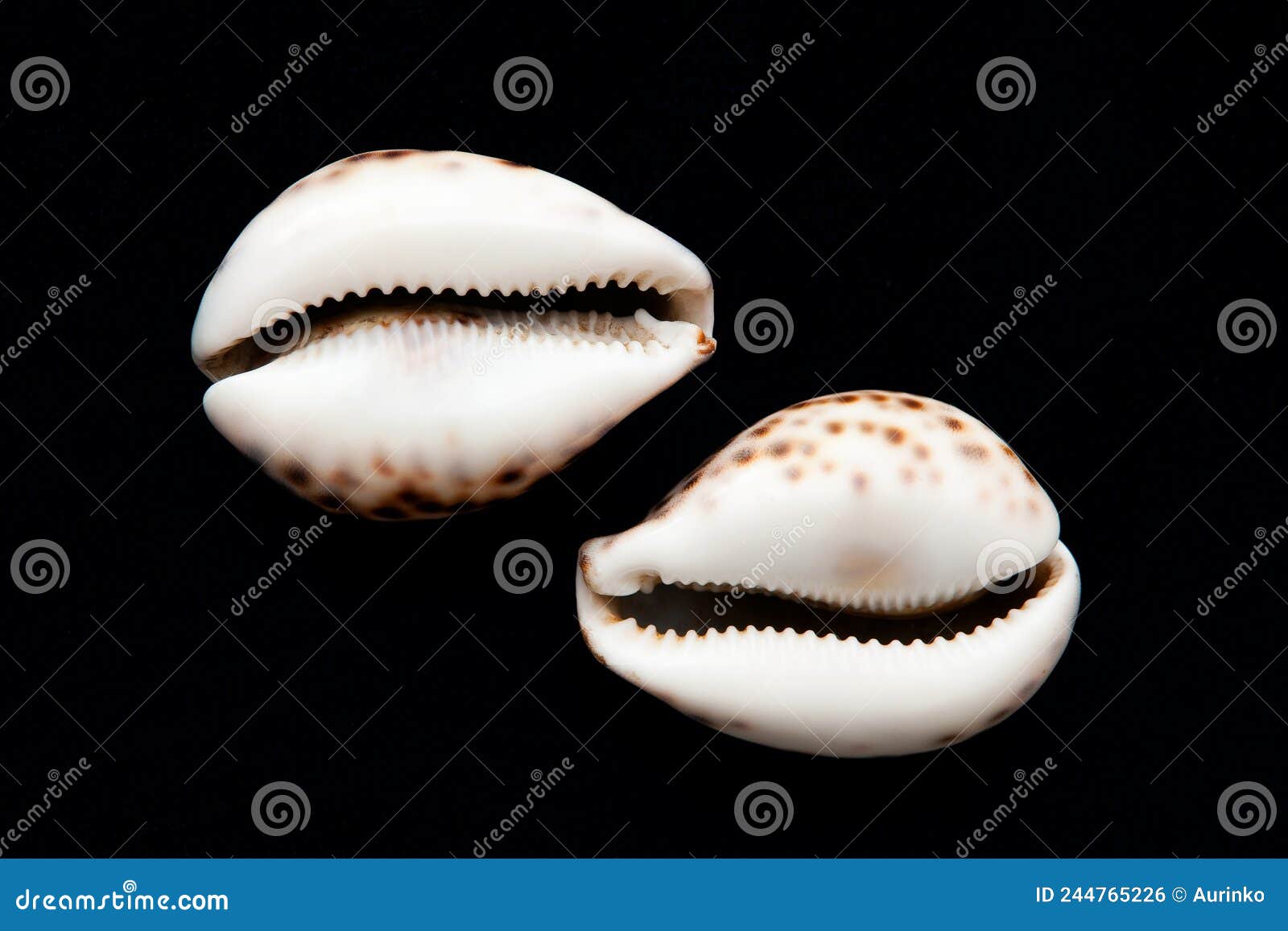 Two Shells Isolated on Black Stock Photo - Image of isolated, large ...
