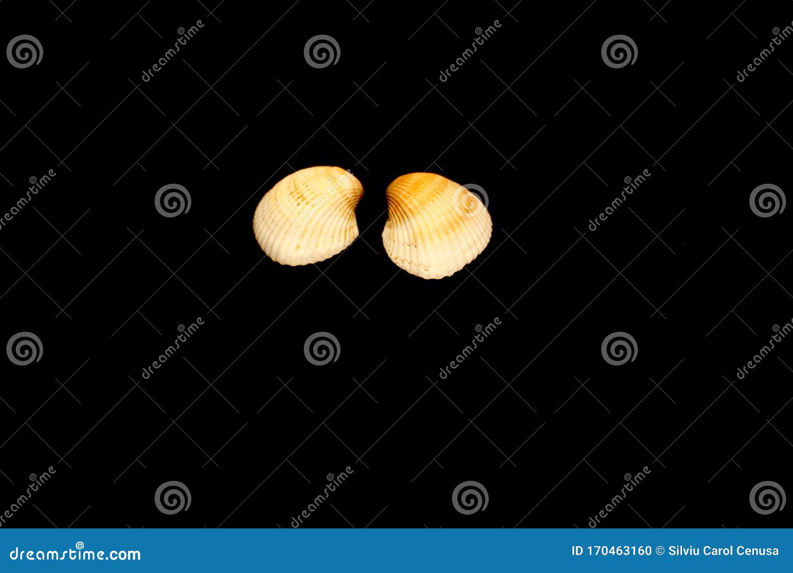 Two Shells Isolated on Black Close-up Stock Photo - Image of brown ...