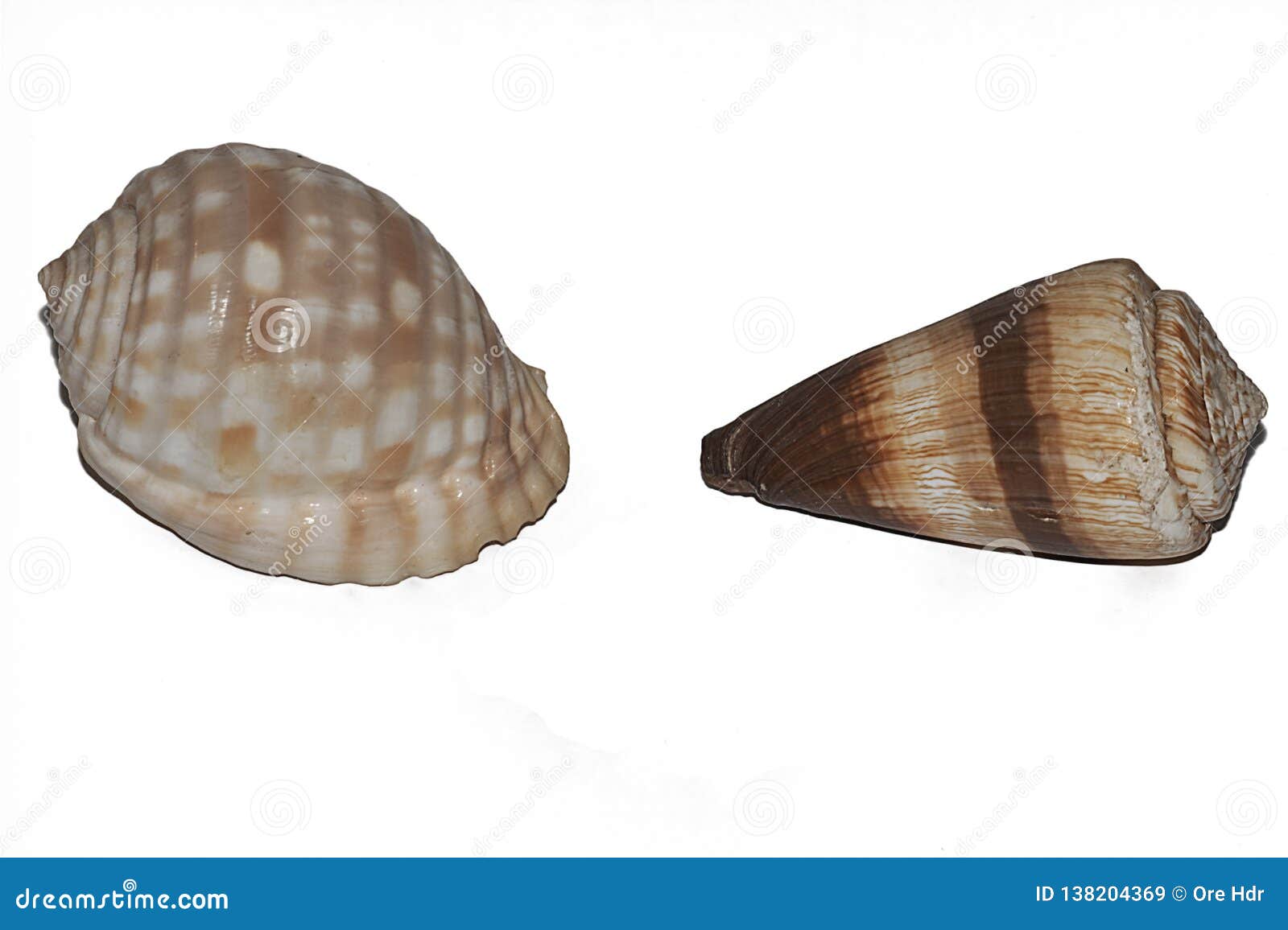 Two Shells Isolated on White Stock Image - Image of food, healthy ...