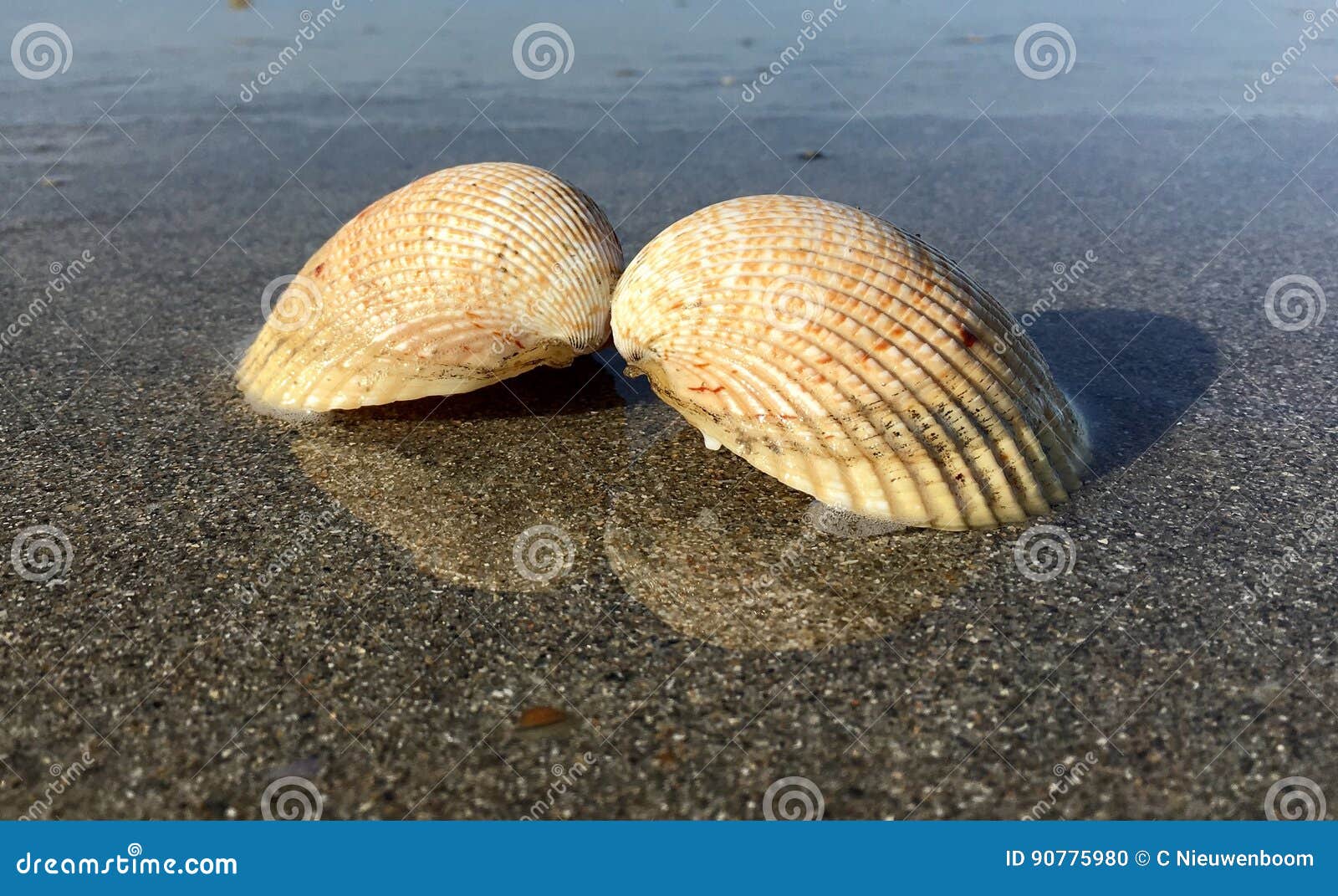 Two Shells Mirror in the Water Stock Photo - Image of florida ...