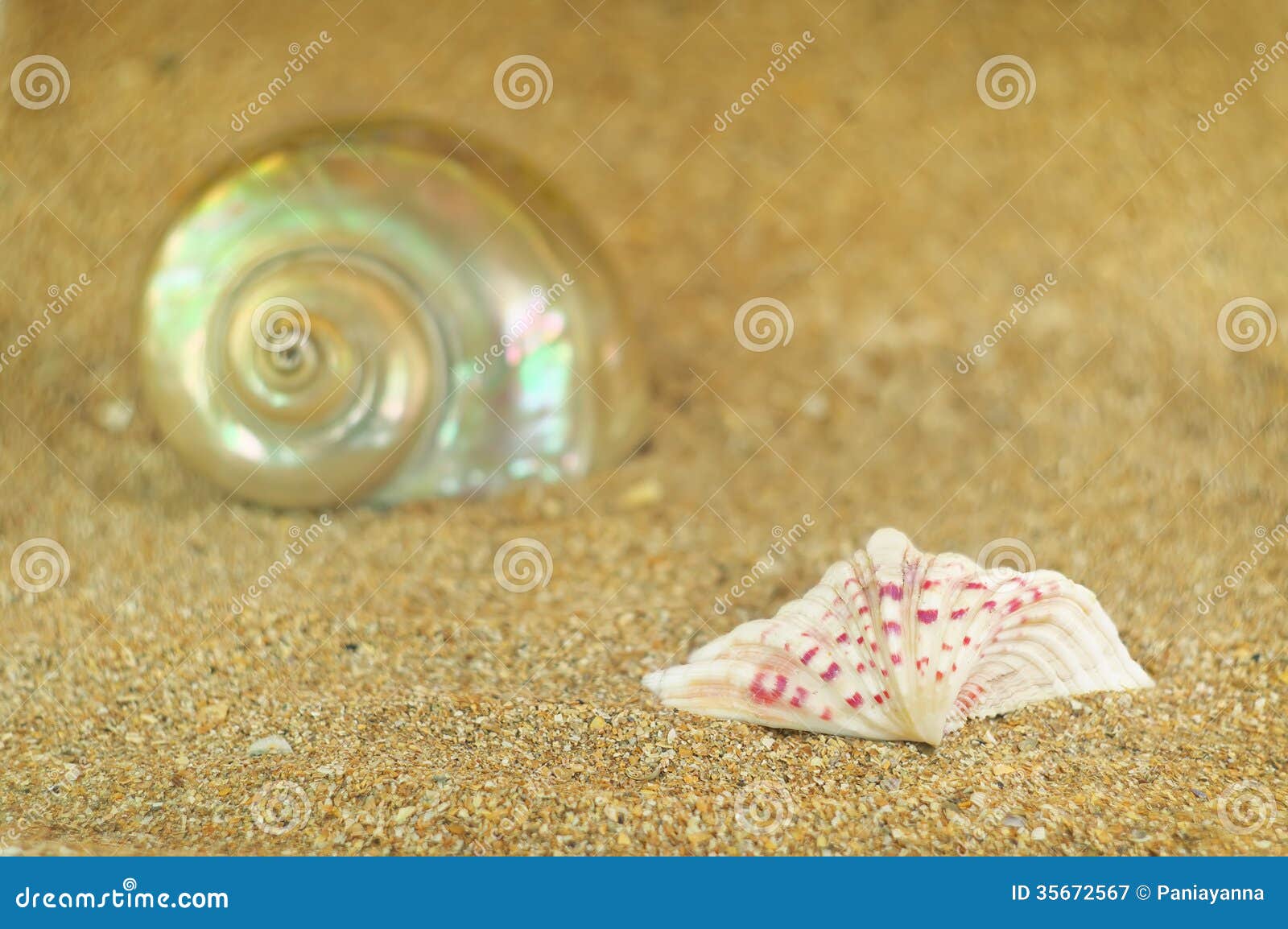 Two shells stock image. Image of nature, pearl, bright - 35672567