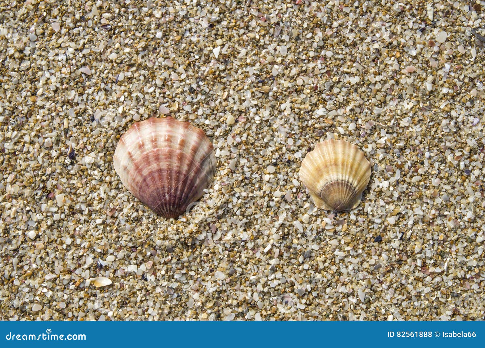 Ponticus Stock Photos - Free & Royalty-Free Stock Photos from Dreamstime