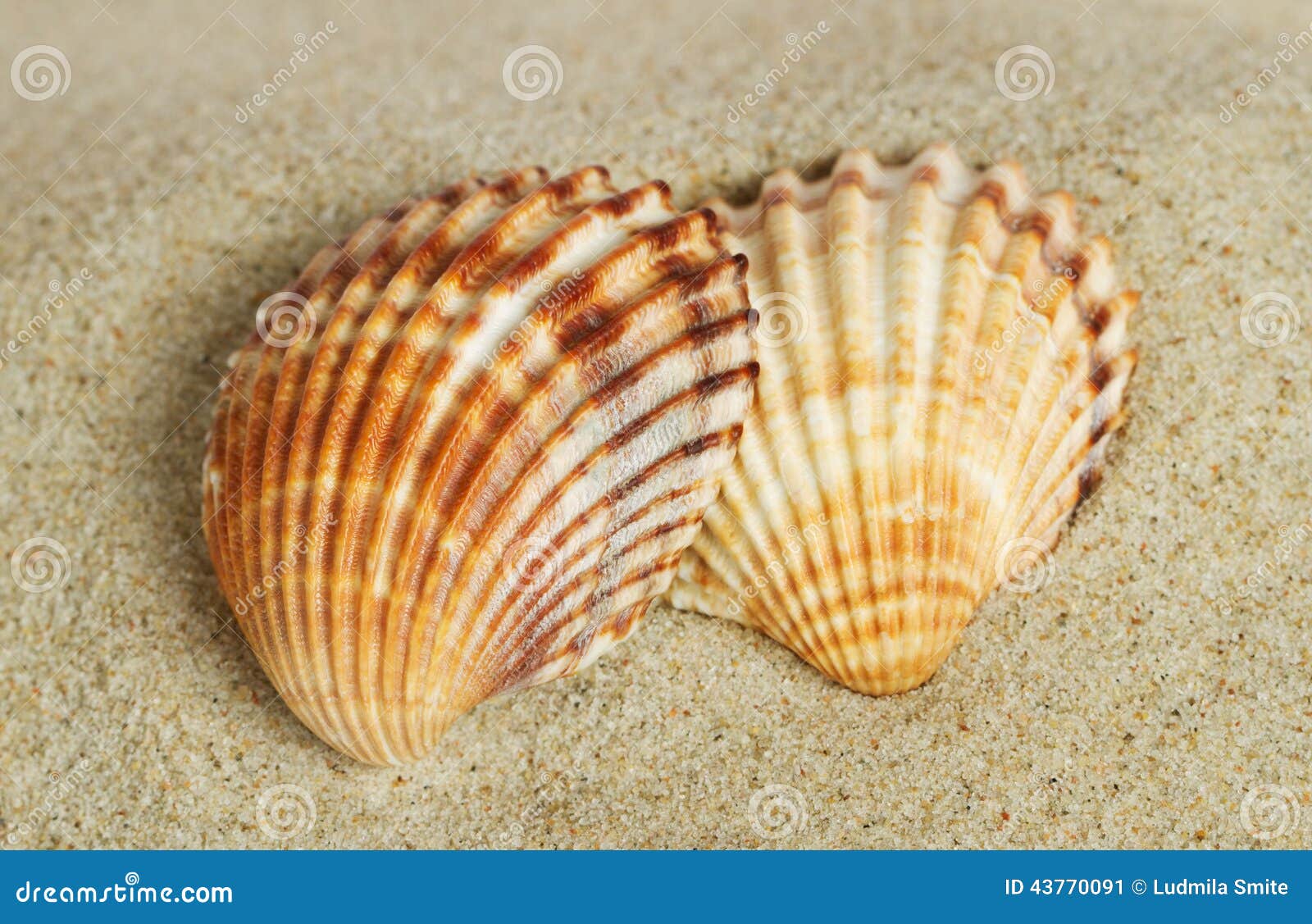 Two shells. stock image. Image of nature, gravel, coastline - 43770091