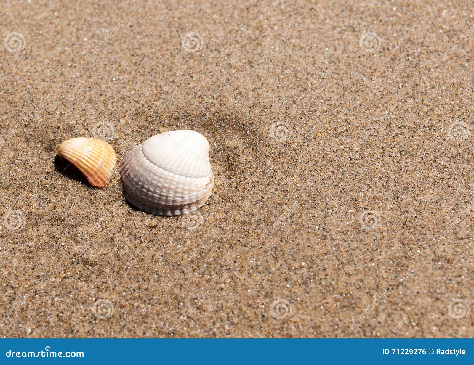 Two Shells in the Sand stock photo. Image of brown, beach - 71229276