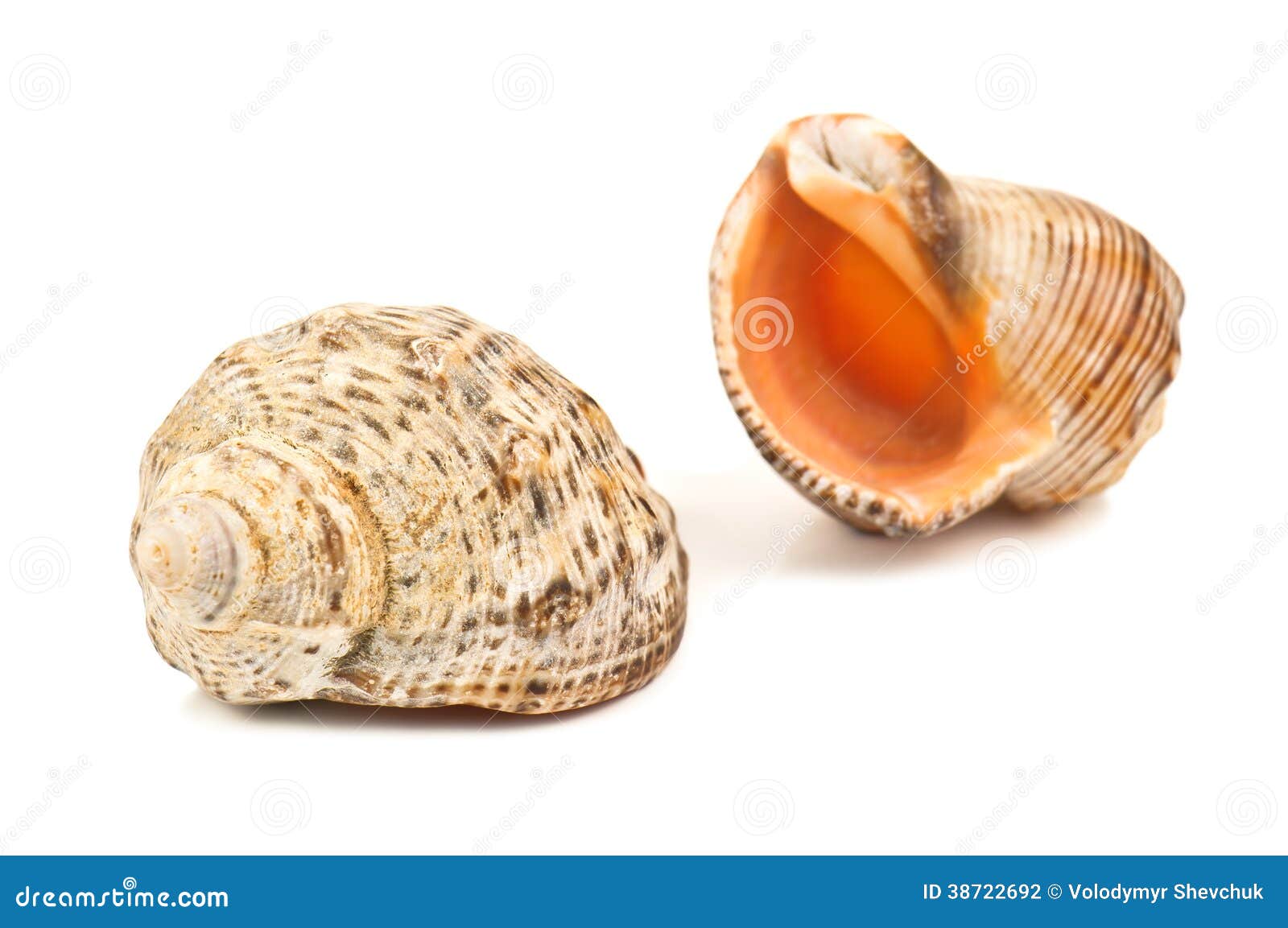 Two shells stock photo. Image of object, kinds, rapan - 38722692
