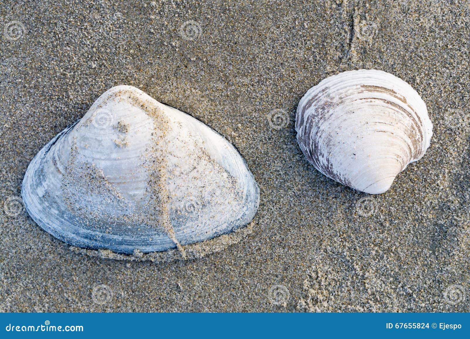 Two Shells stock photo. Image of alive, double, nature - 67655824