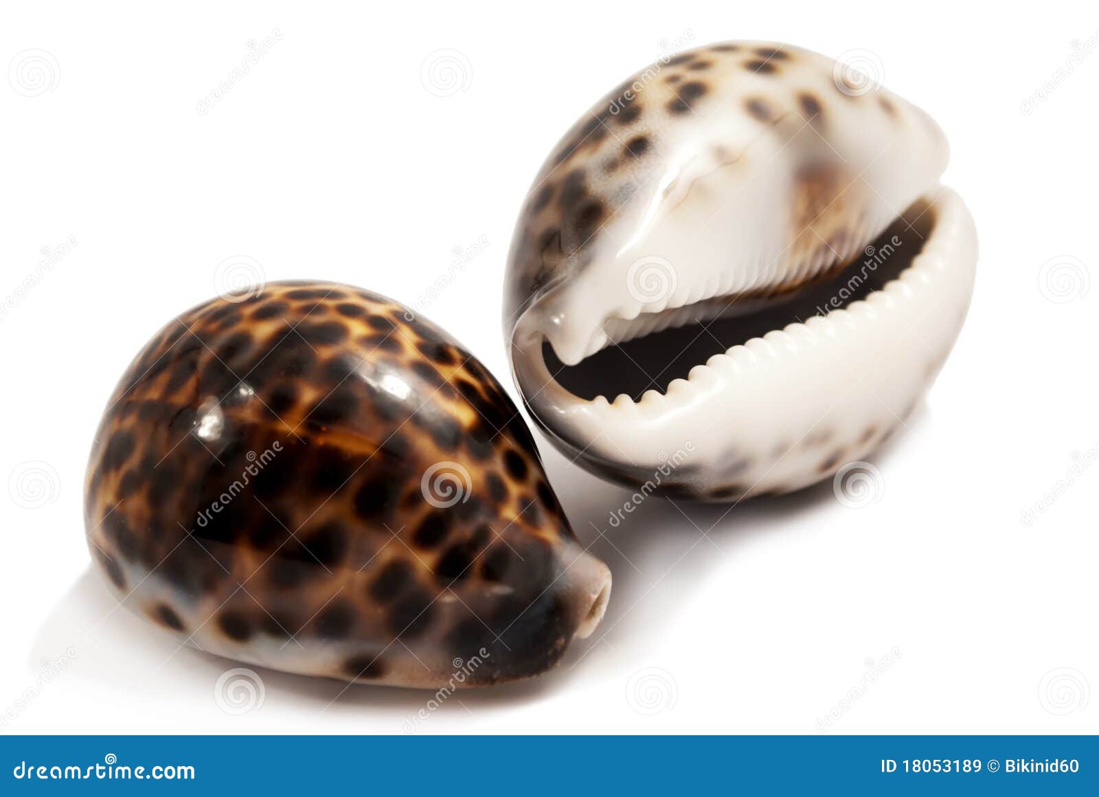 Two shells on white stock image. Image of oceanic, shell - 18053189