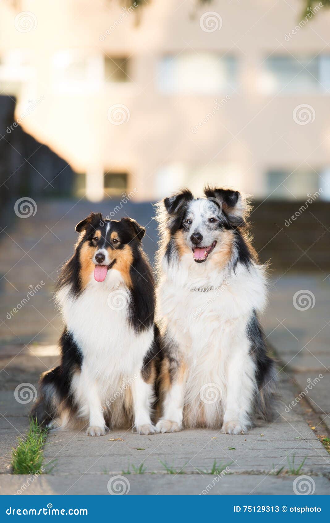 Two Sheltie Dogs Outdoors in Summer Stock Image - Image of domestic ...