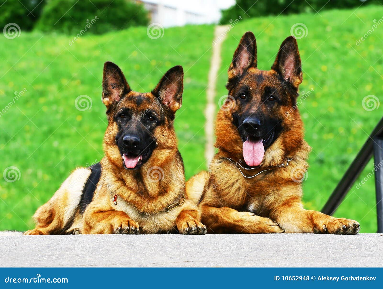Two shepherd dogs stock photo. Image of beautiful, pair - 10652948