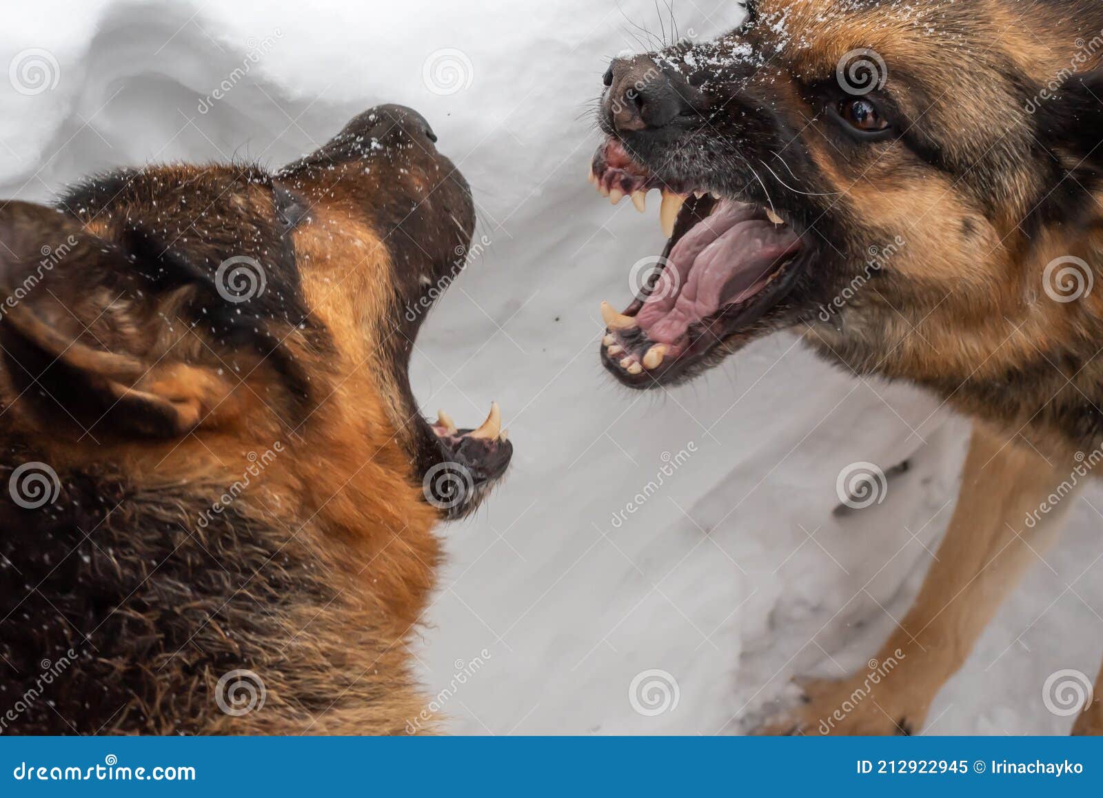 Two Shepherd Dogs Growl and Show Teeth Stock Image - Image of ears ...