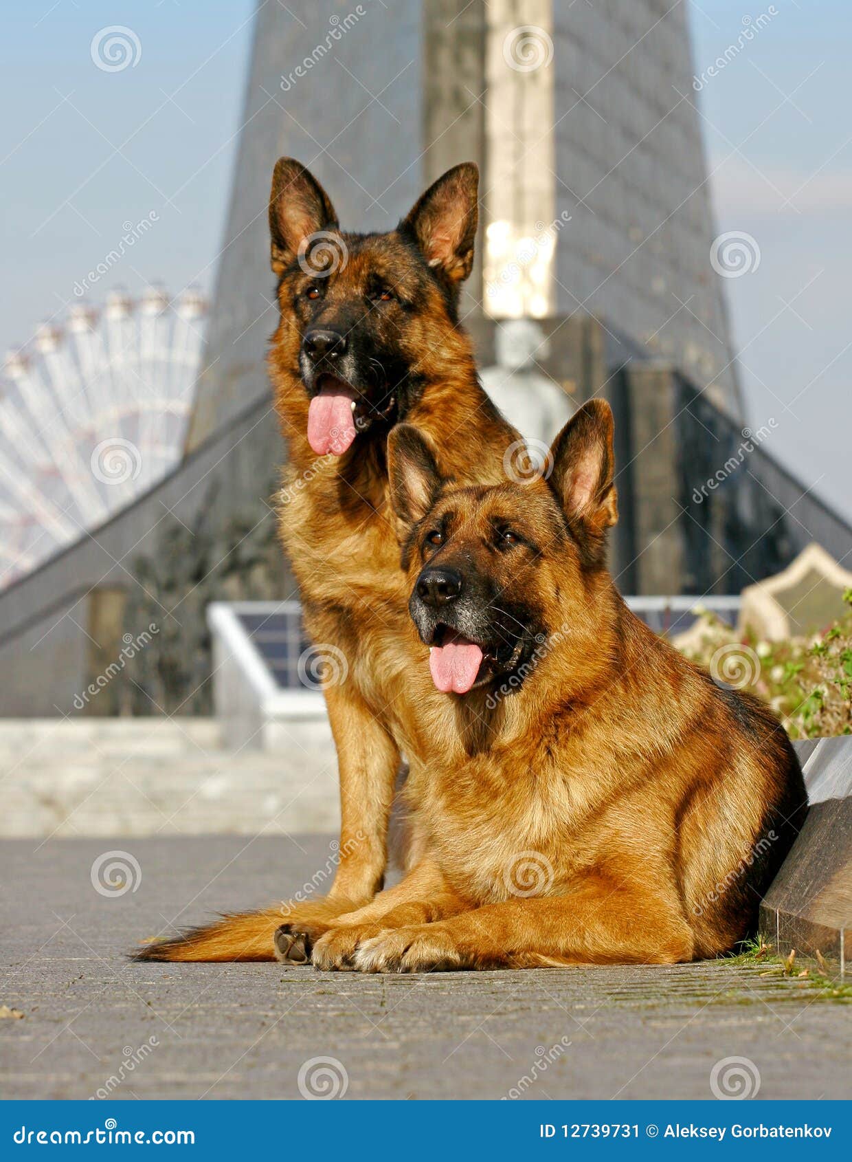 Two shepherd dogs laying stock image. Image of boys, beauty - 12739731