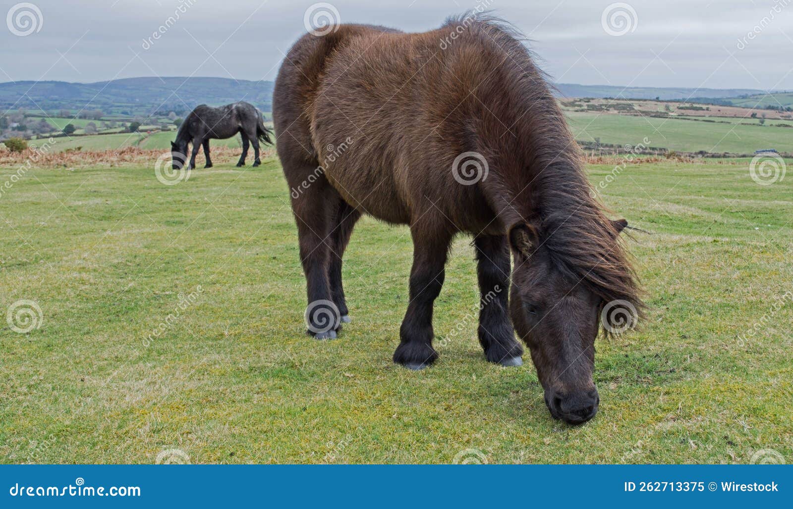Shetland Ponies Eating Grass on a Sunny Day Stock Image - Image of ...