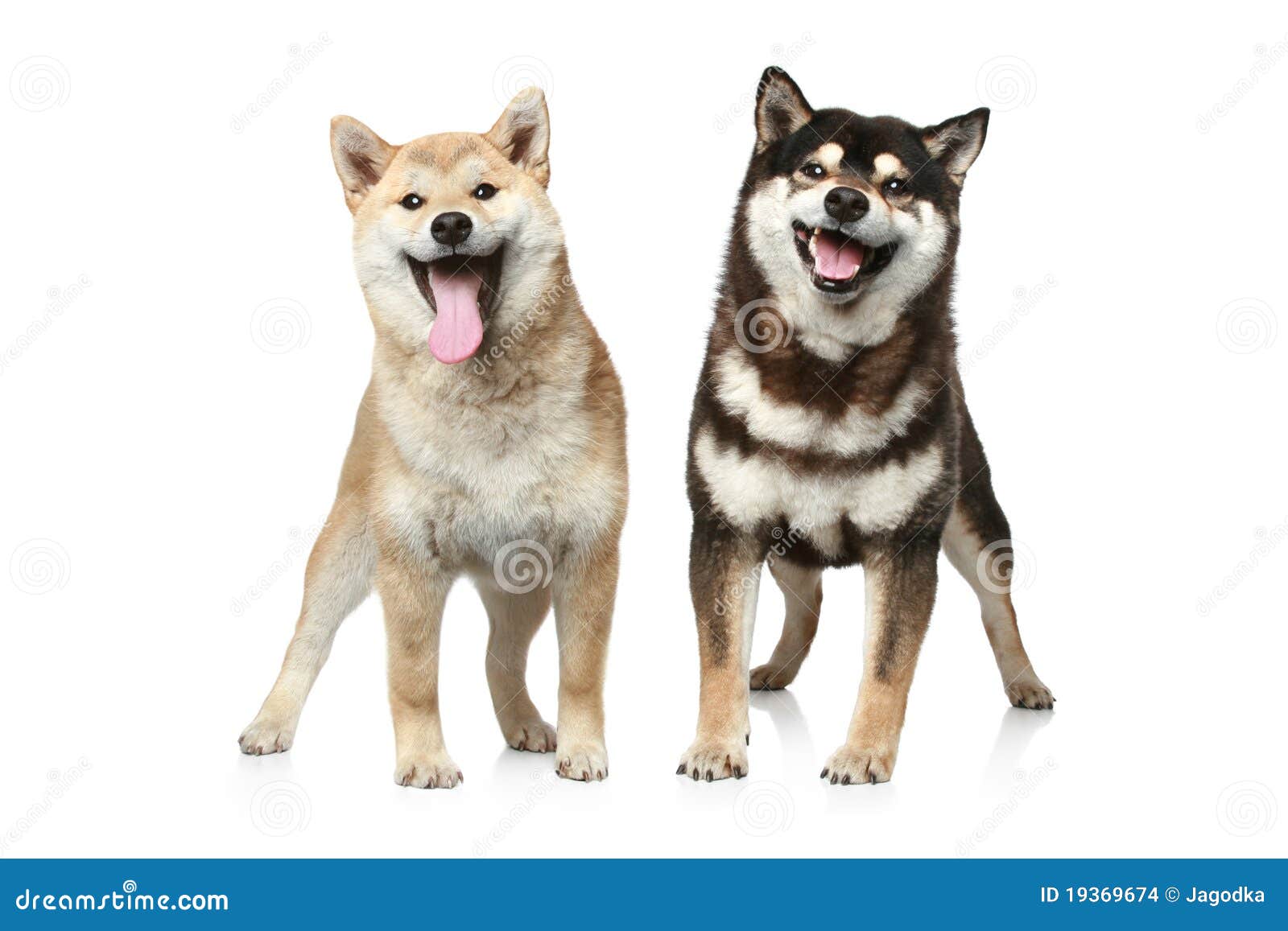 Sad Shiba Inu Dog Royalty-Free Stock Image | CartoonDealer.com #39300730