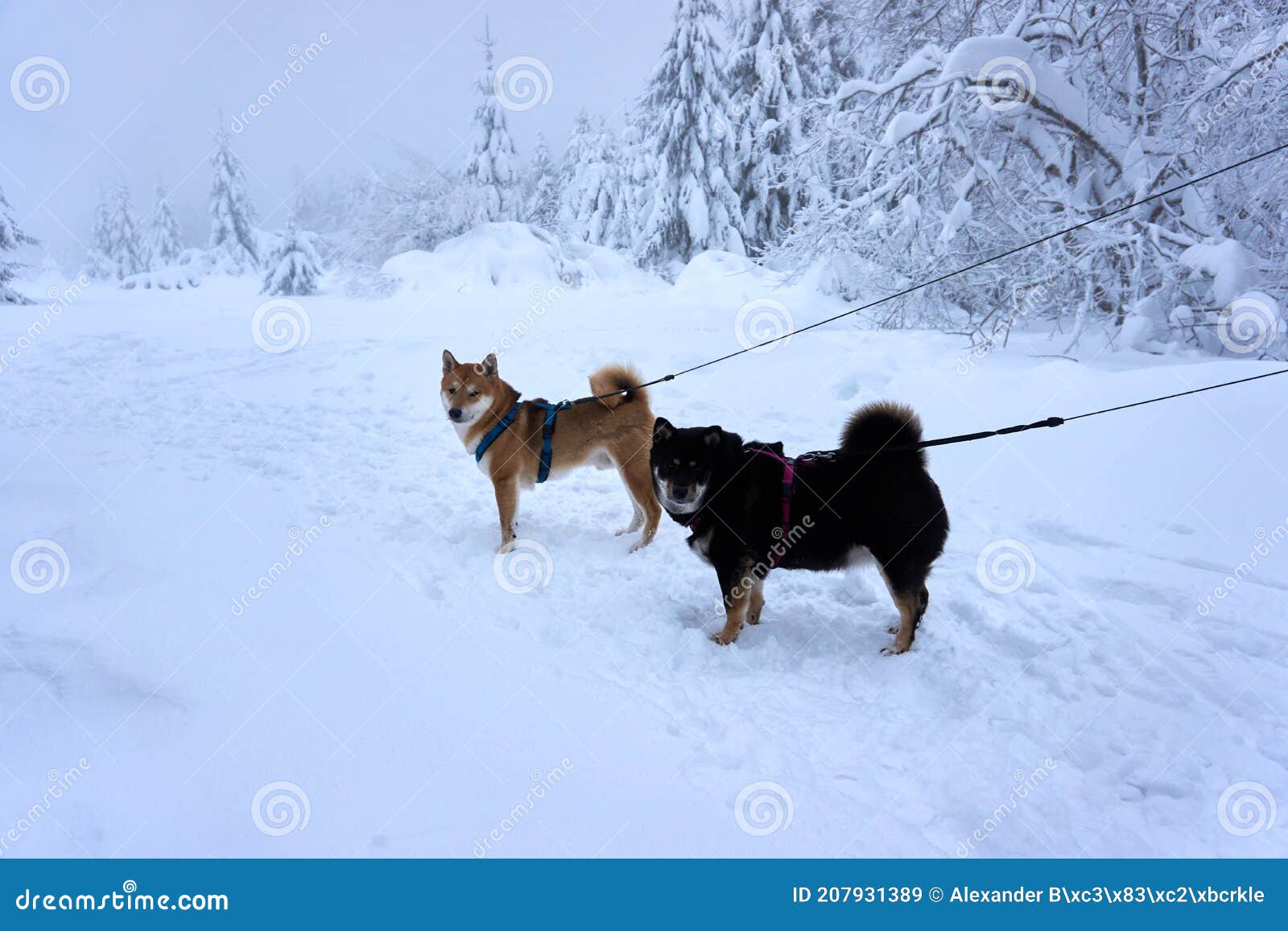 Two shiba inus in the snow stock image. Image of beauty - 207931389