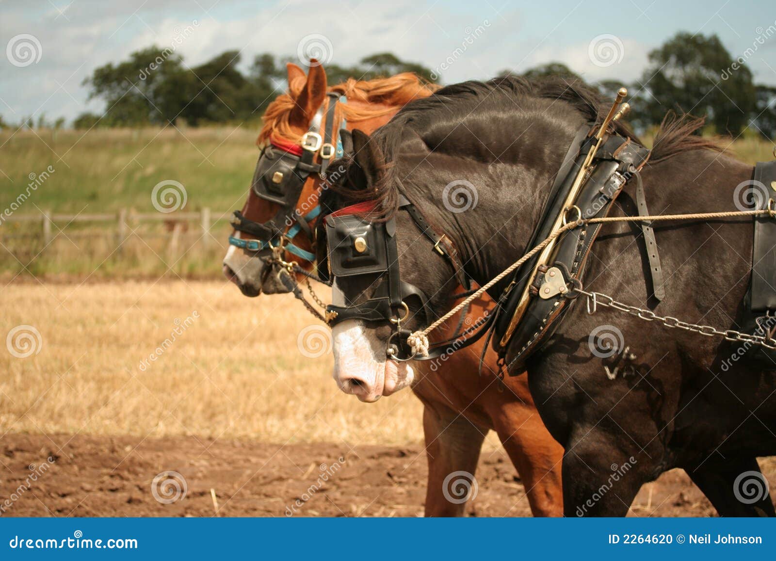 Two shire horses stock photo. Image of horse, farmer, muddy - 2264620