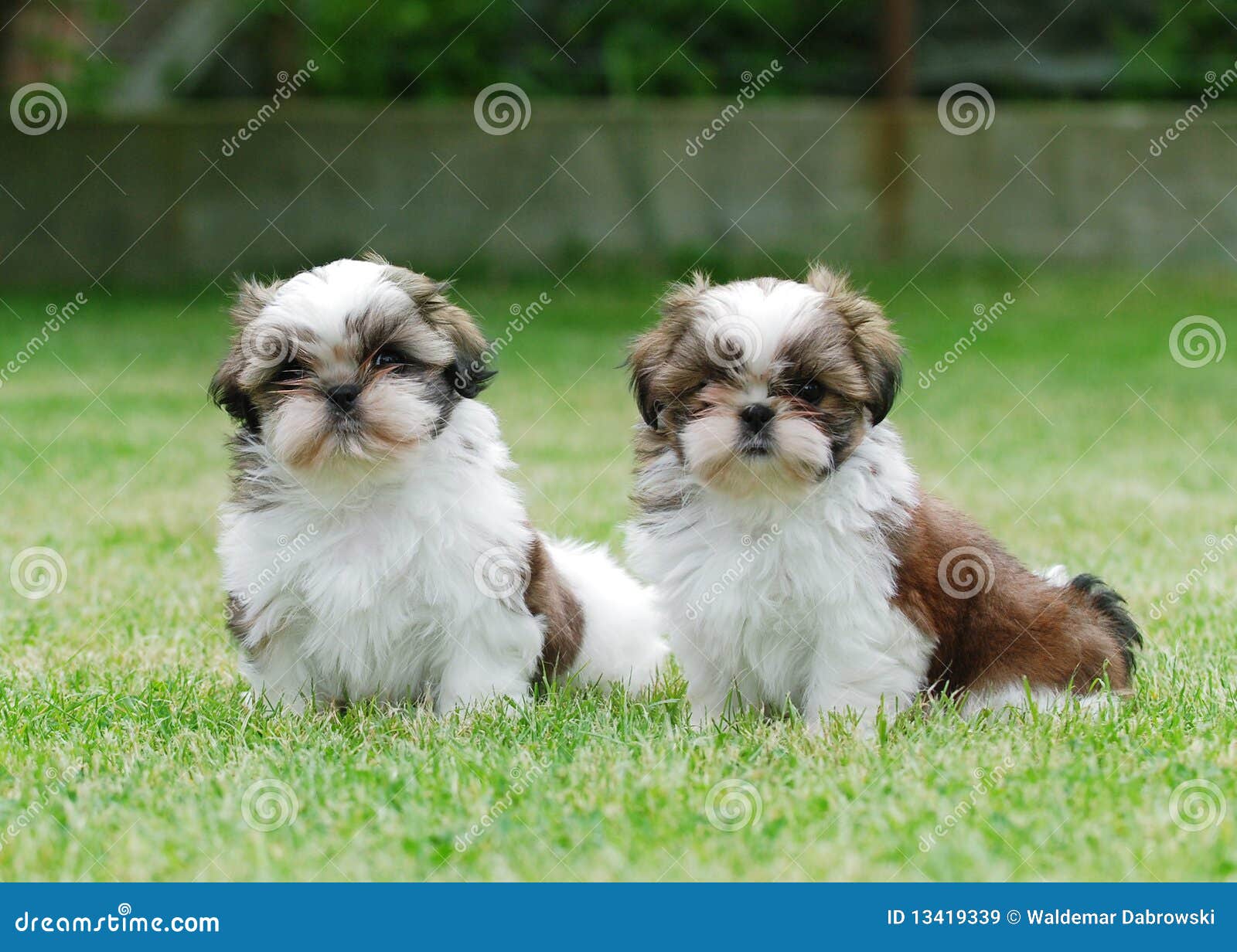 102 Shitzu Puppies Photos - Free & Royalty-Free Stock Photos from ...