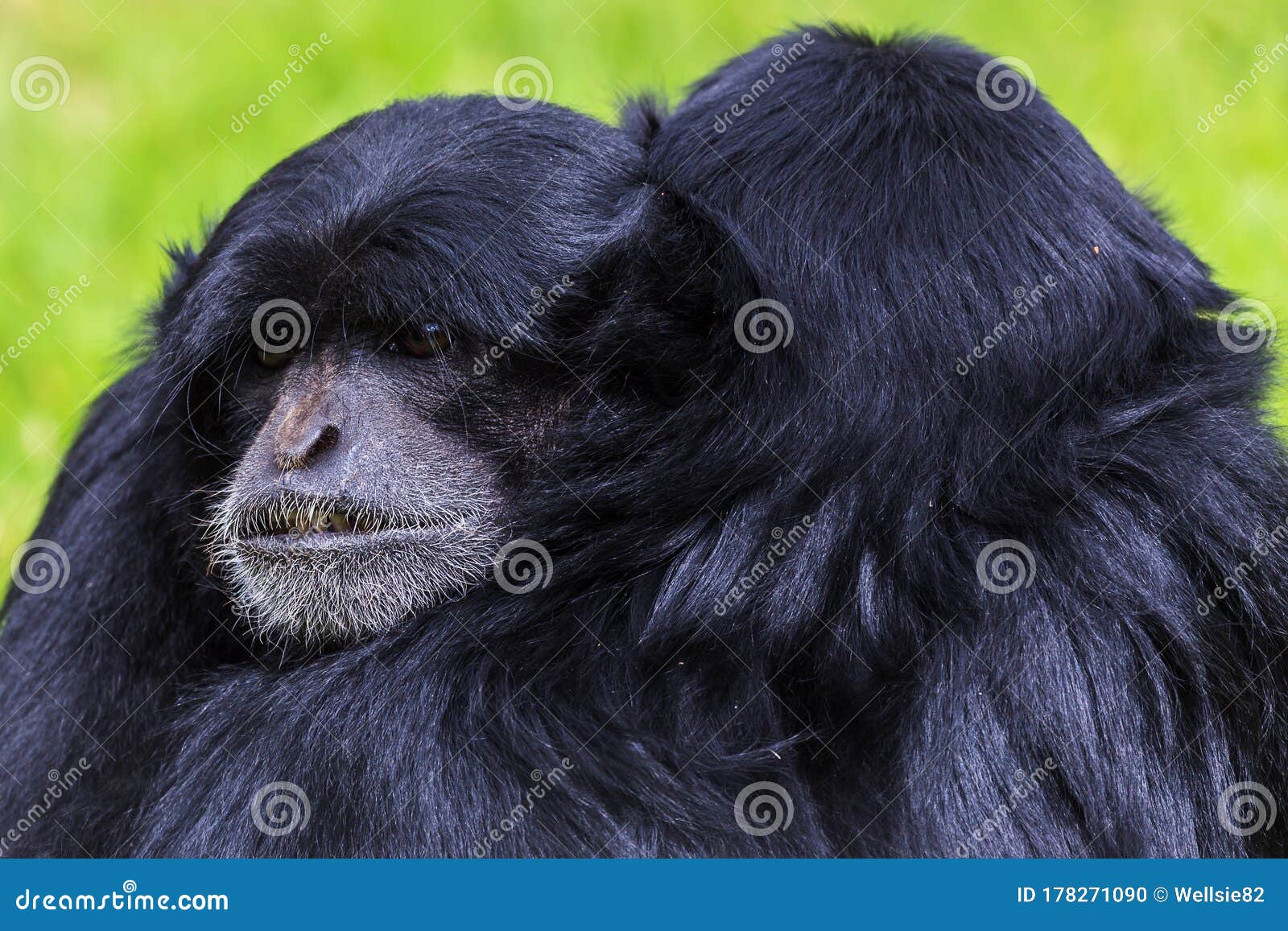 Pair of Siamangs cuddling stock photo. Image of lakes - 178271090