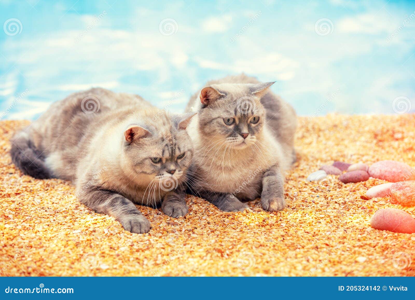 Two Siamese Cats on the Beach Stock Photo - Image of summer, purebred ...