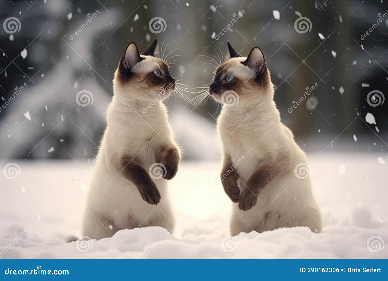 Two Siamese Cats are Playing in the Snow. Hello Winter Stock ...