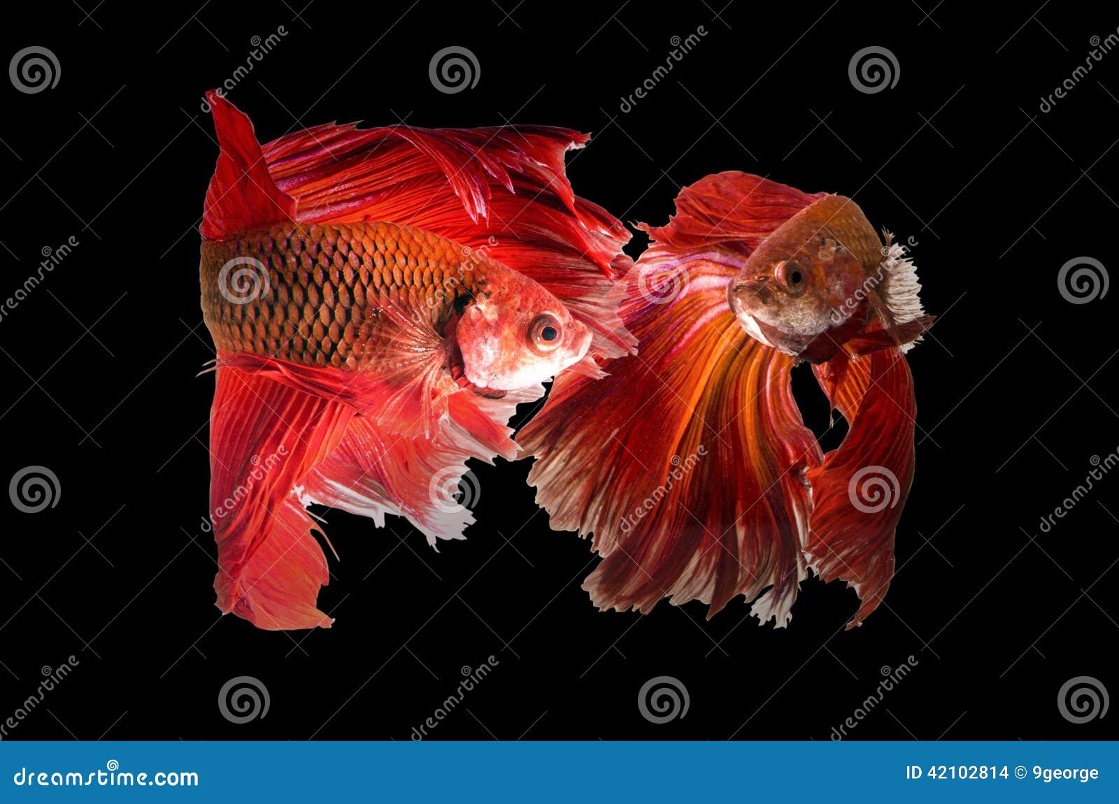 Two siamese fighting fish stock photo. Image of freshwater - 42102814